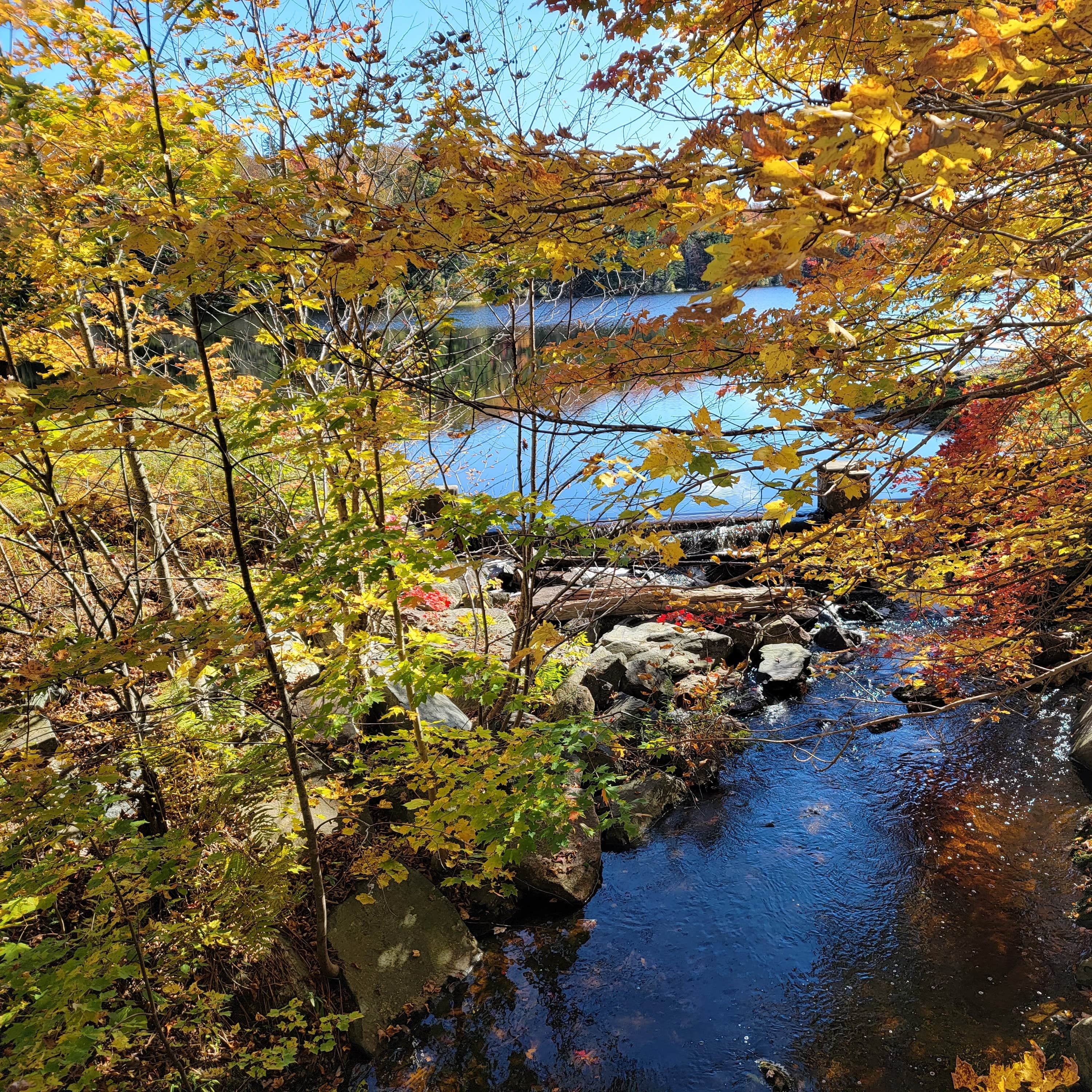 Woodford State Park Campground | Woodford, VT