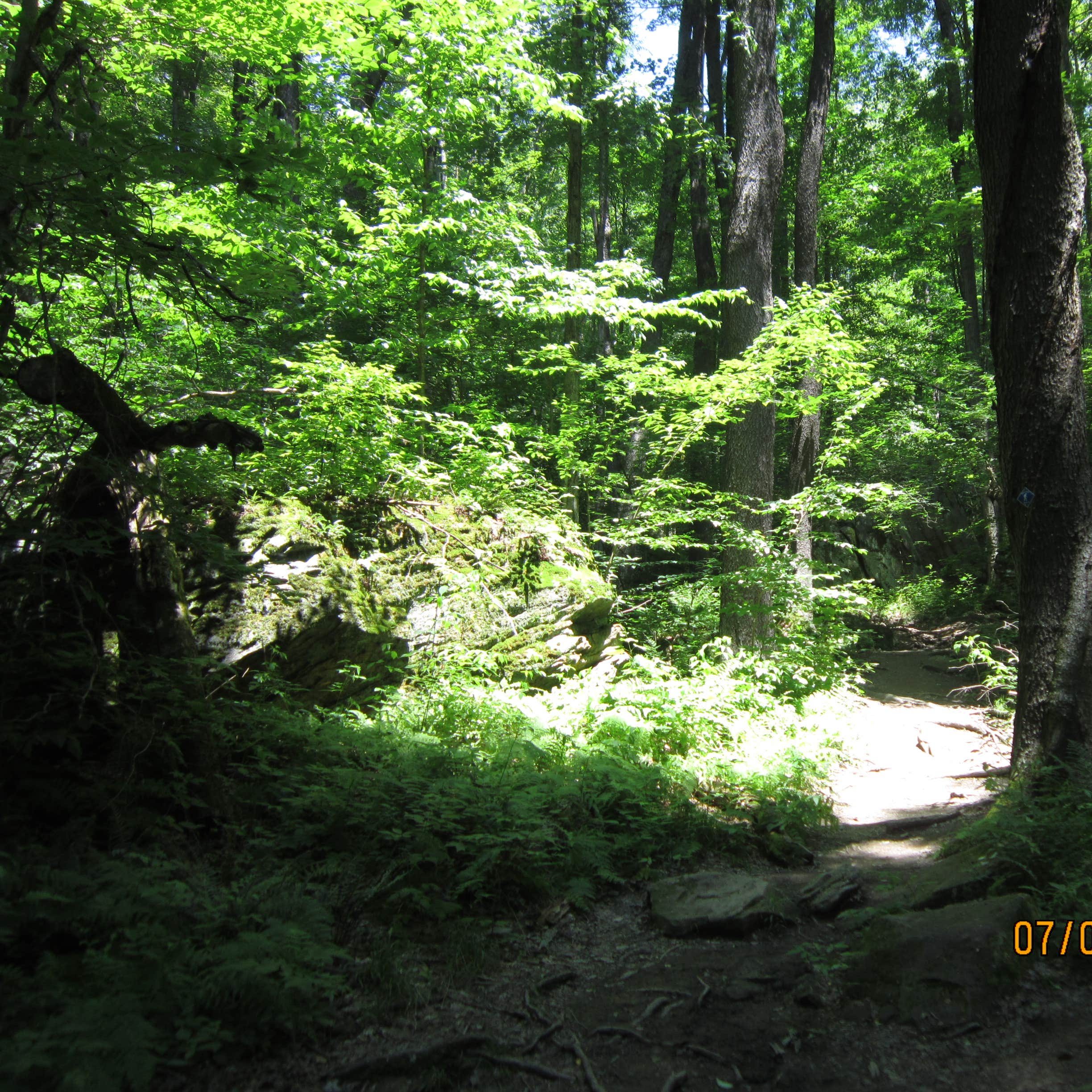 Allegany State Park - Red House Area Camping | The Dyrt