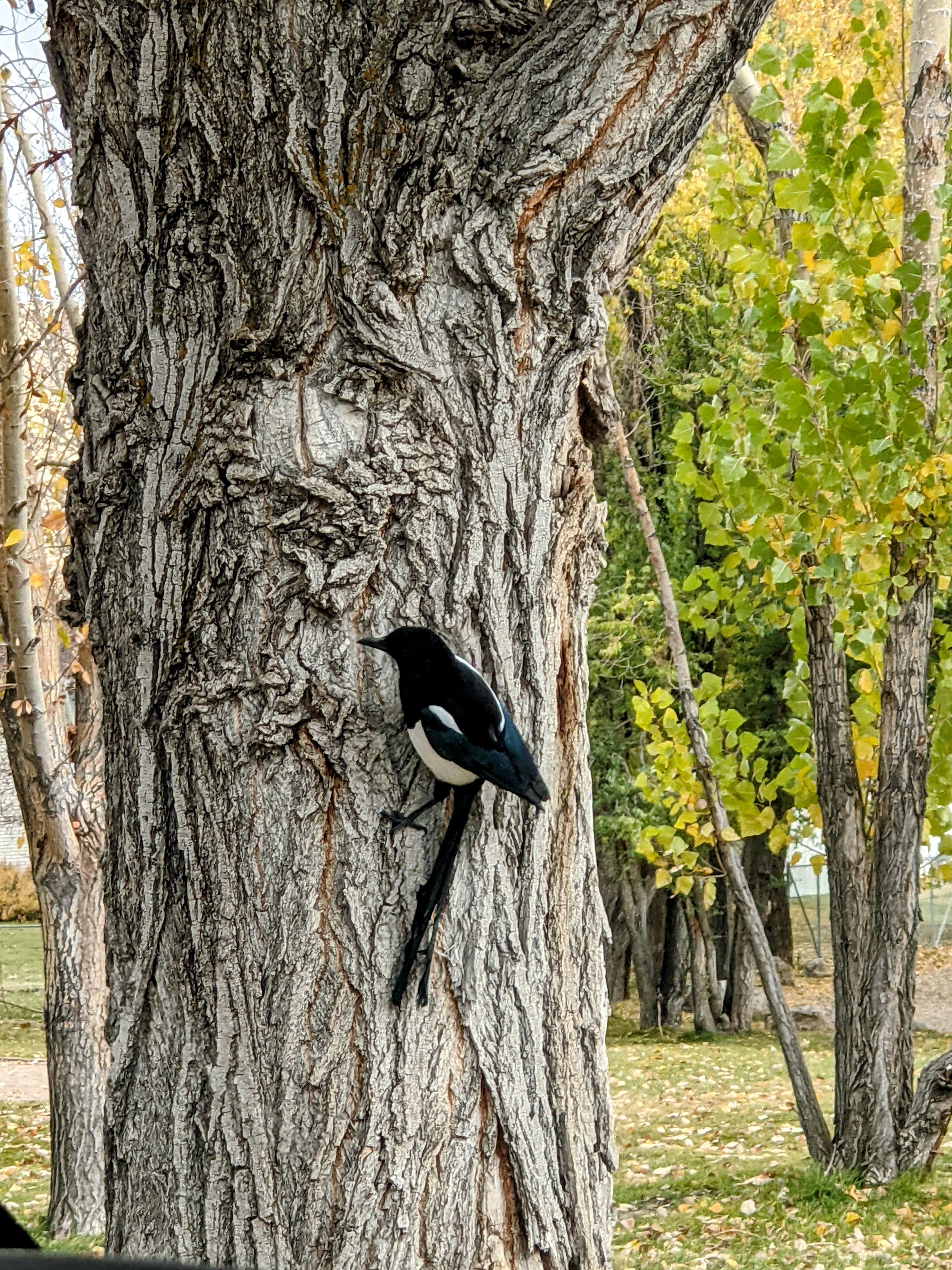 Phillips RV Park | Evanston, WY