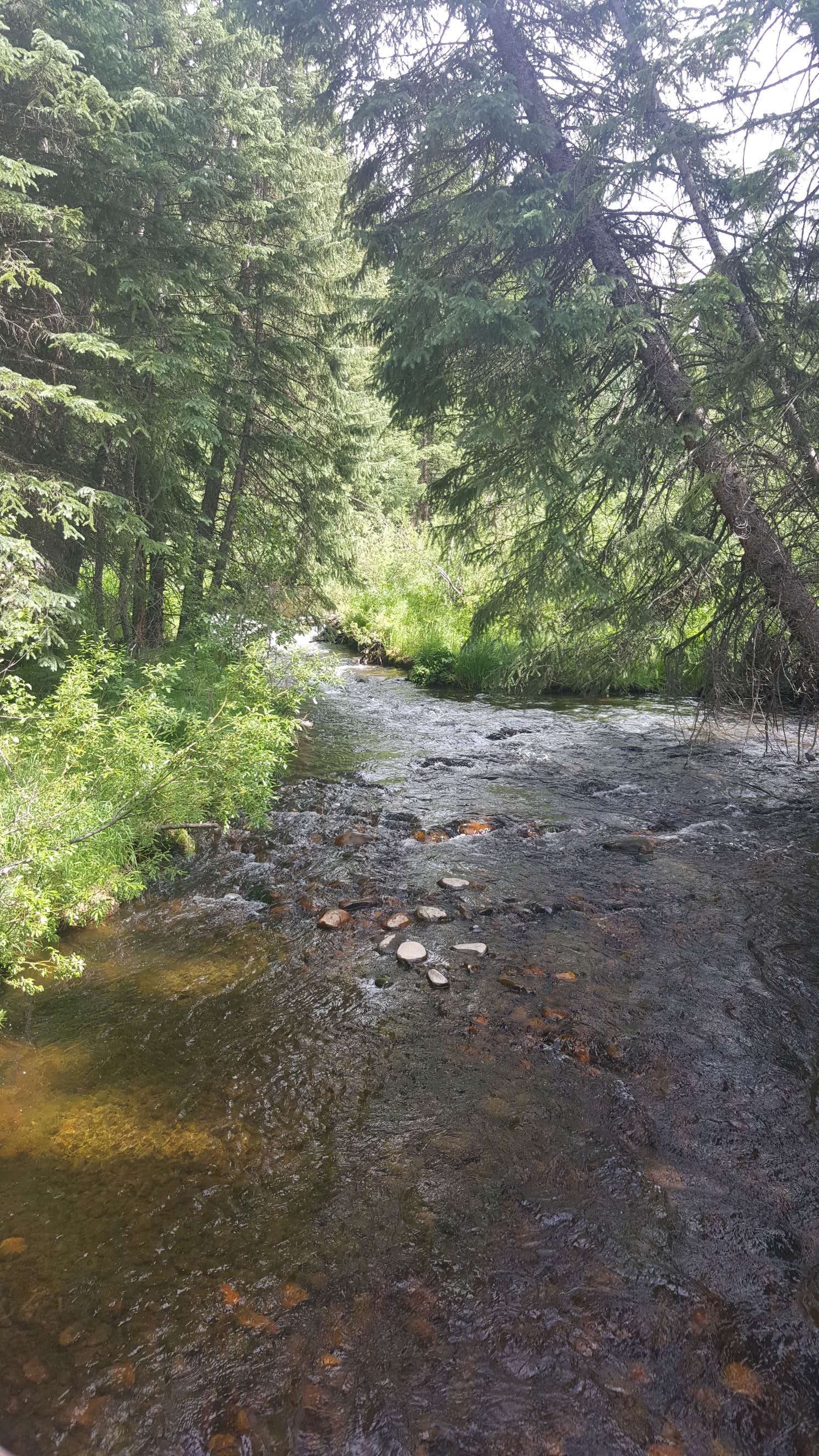 Idlewild Campground Camping | The Dyrt