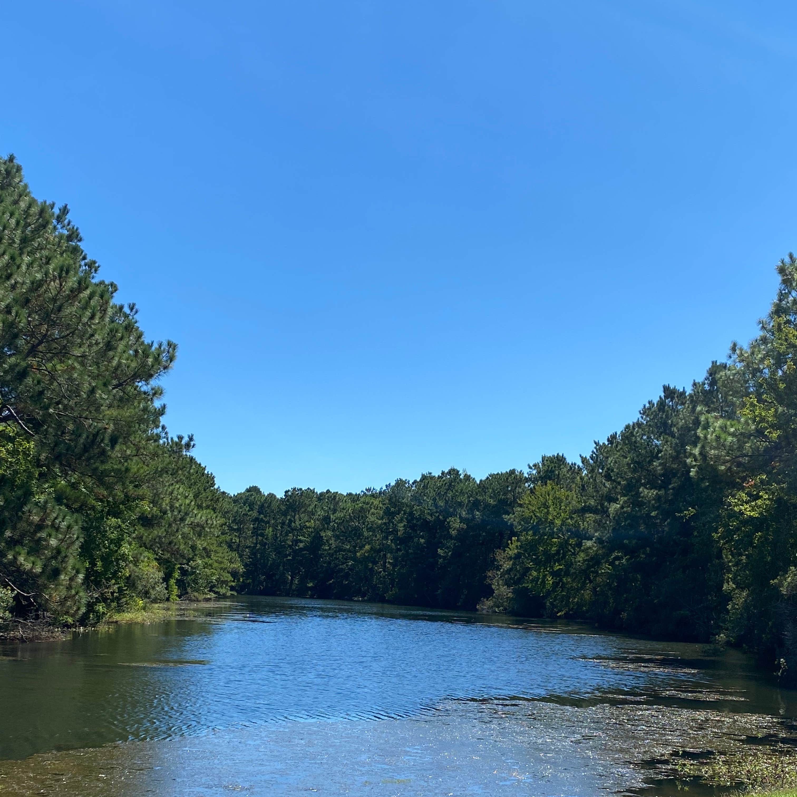 Rocks Pond Campground & Marina Camping | The Dyrt