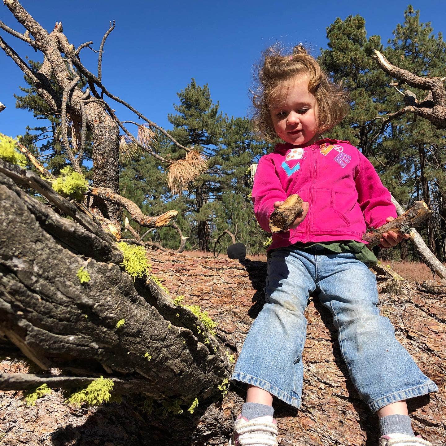 Tool Box Springs Campground | Mountain Center, CA