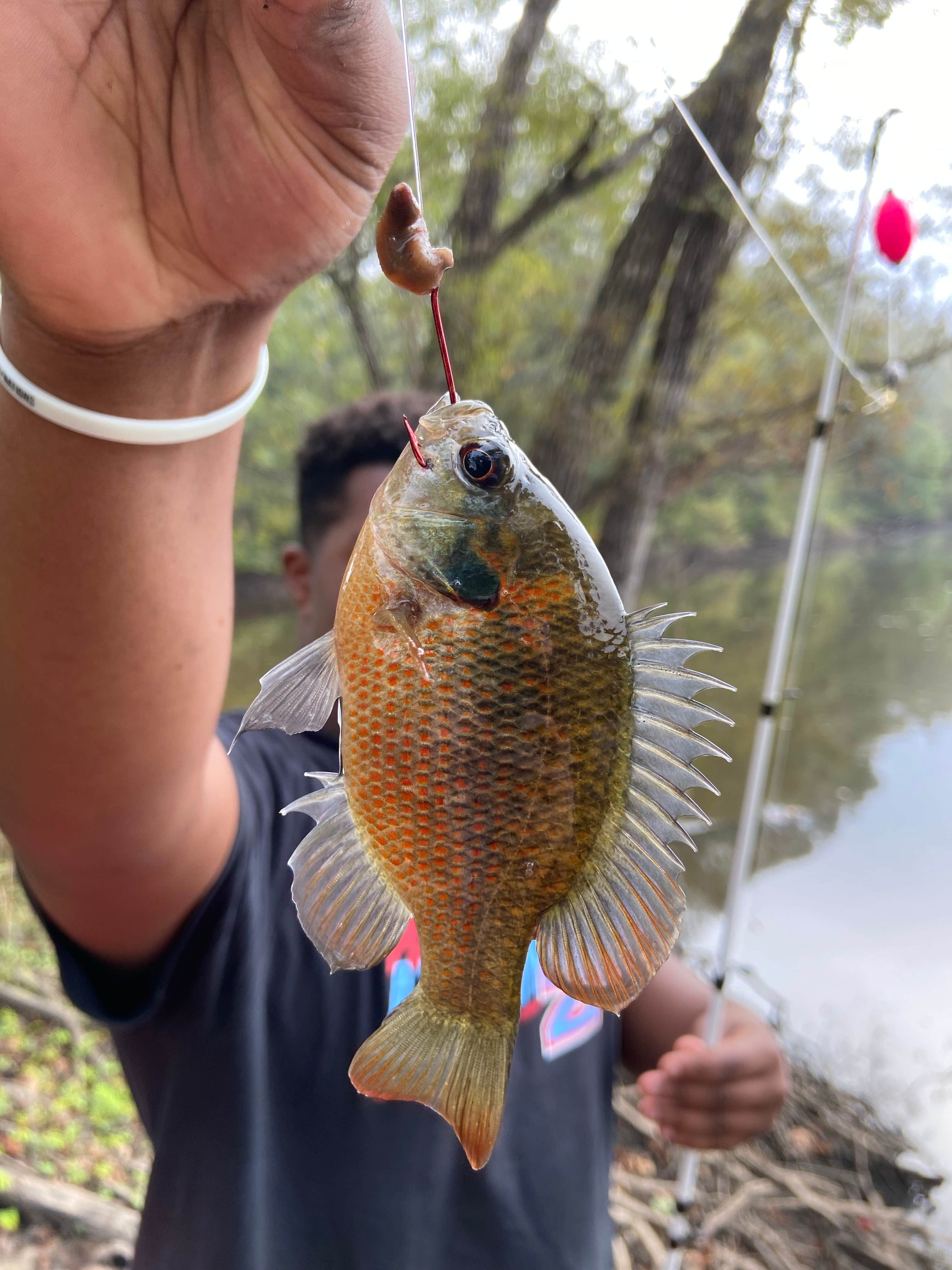 Sherburne WMA Camping | Breaux Bridge, LA