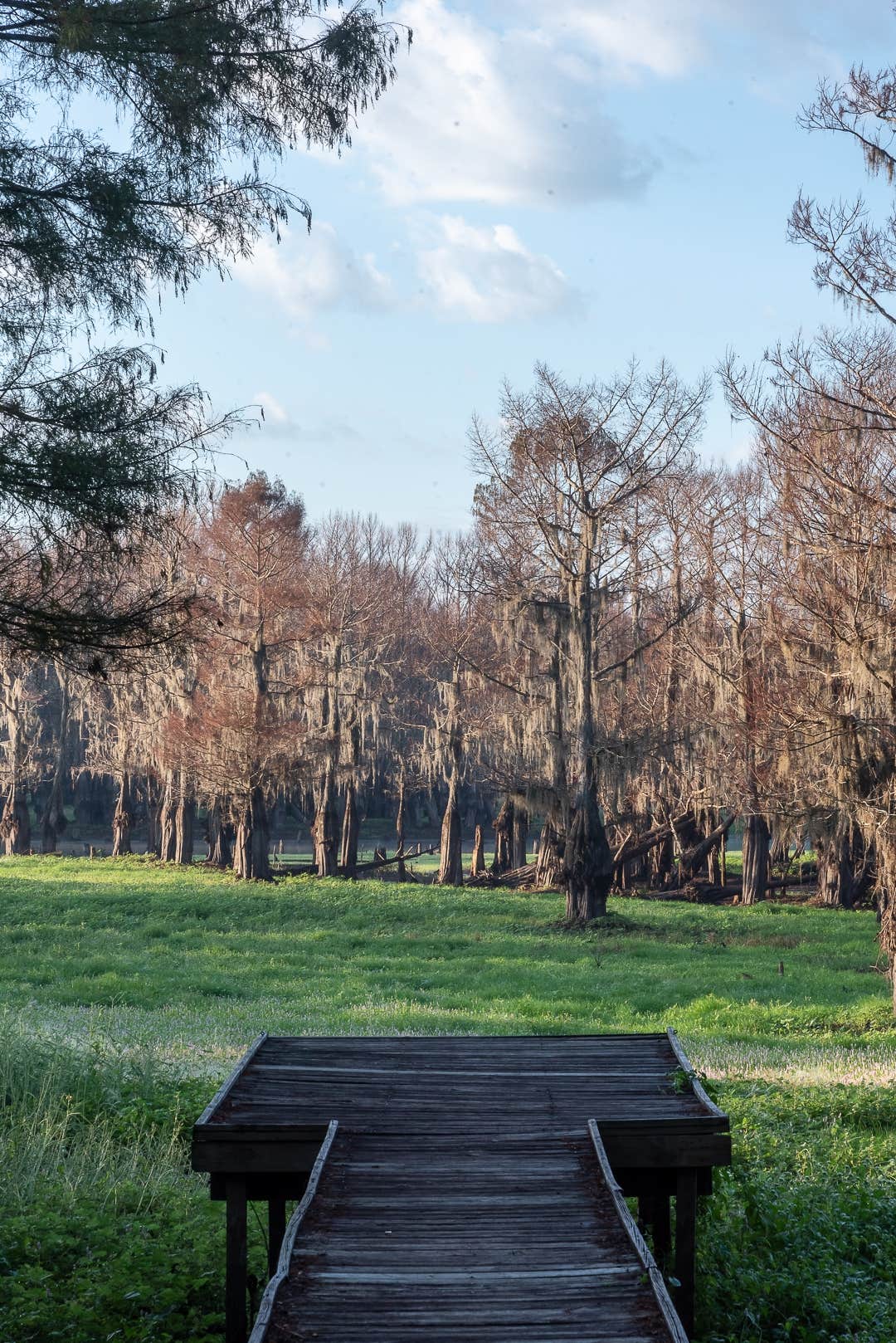 Lake Bistineau State Park Camping | The Dyrt