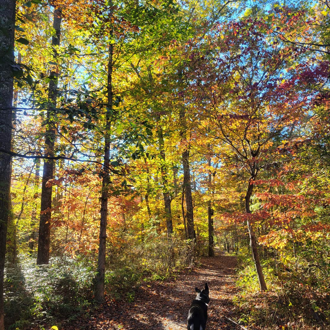 Chilhowee Recreation Area Camping | Benton, TN