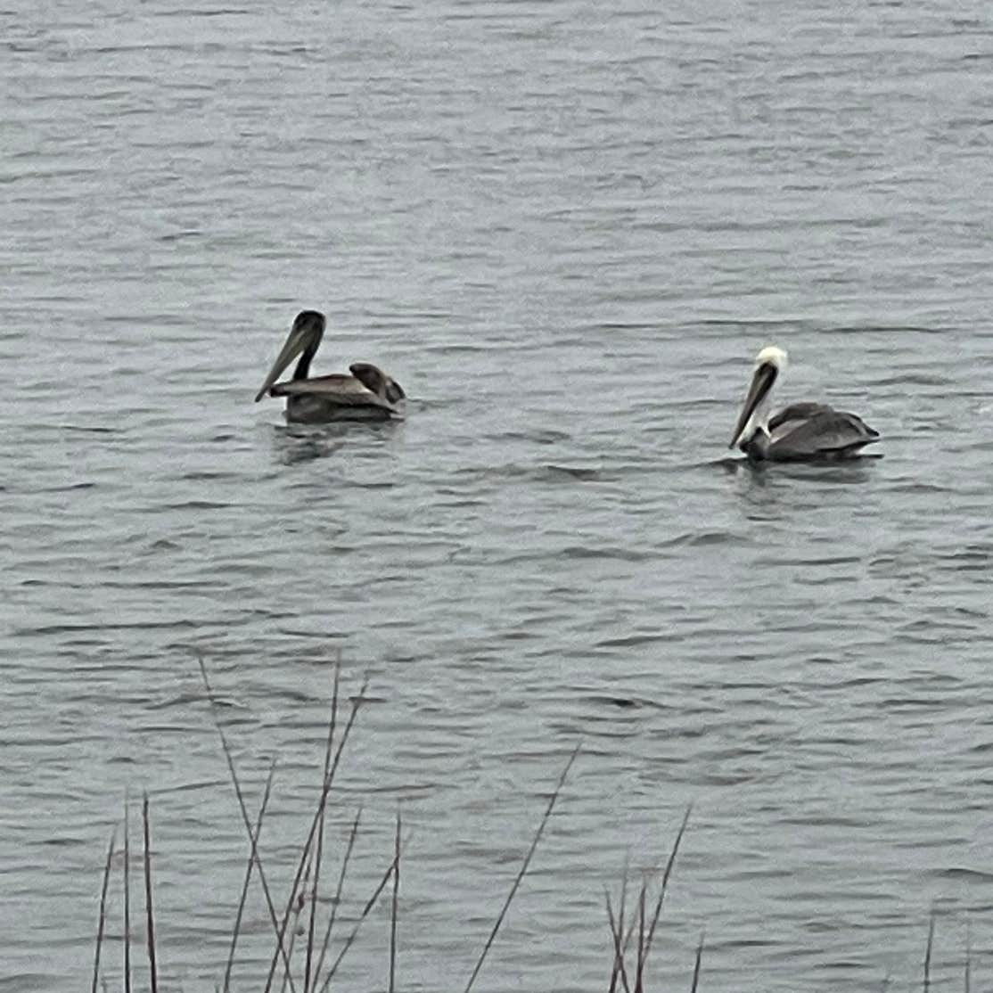 Netarts Bay RV Park & Marina | Tillamook, OR