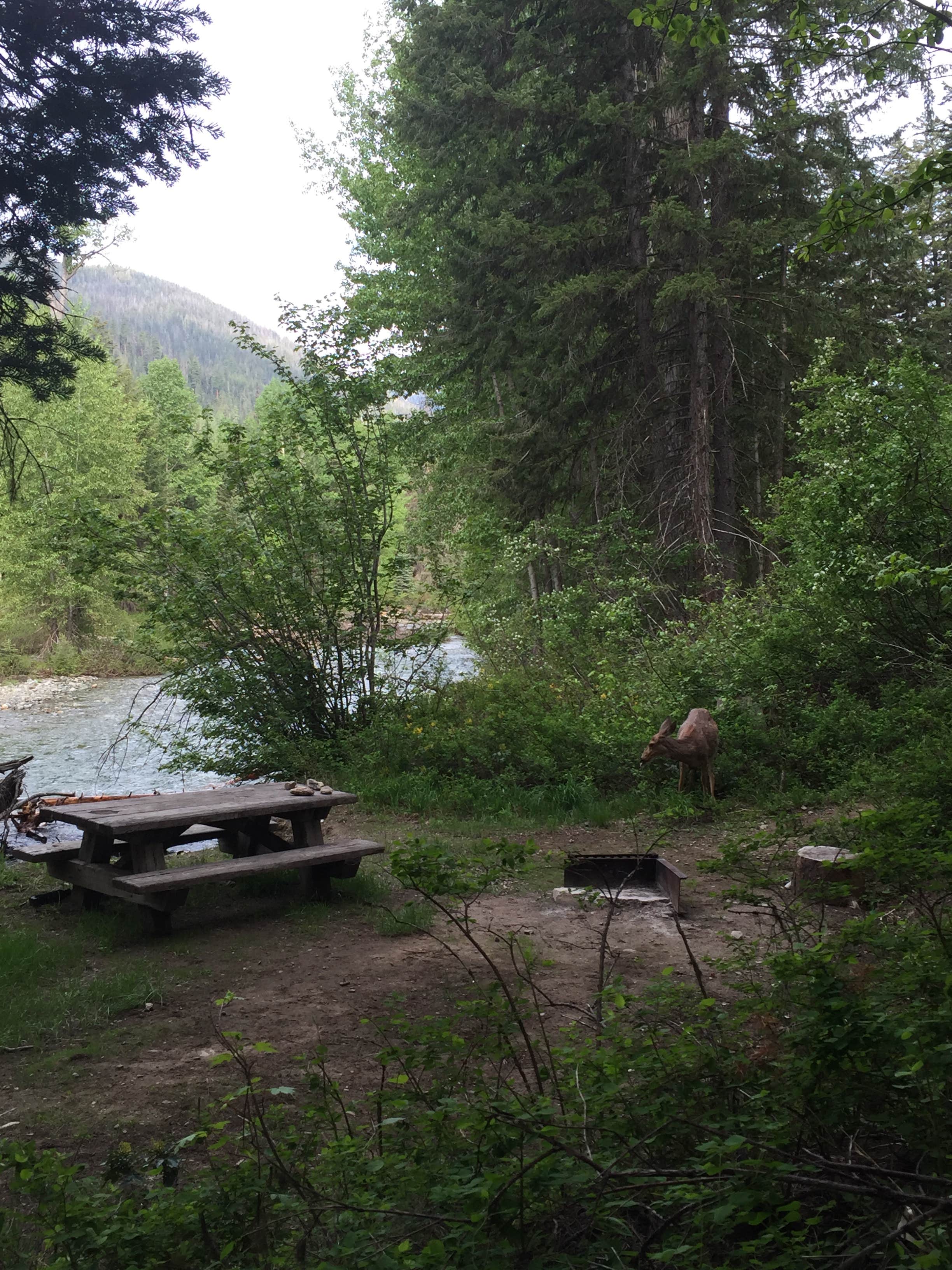 Poplar Flat Campground Camping | The Dyrt