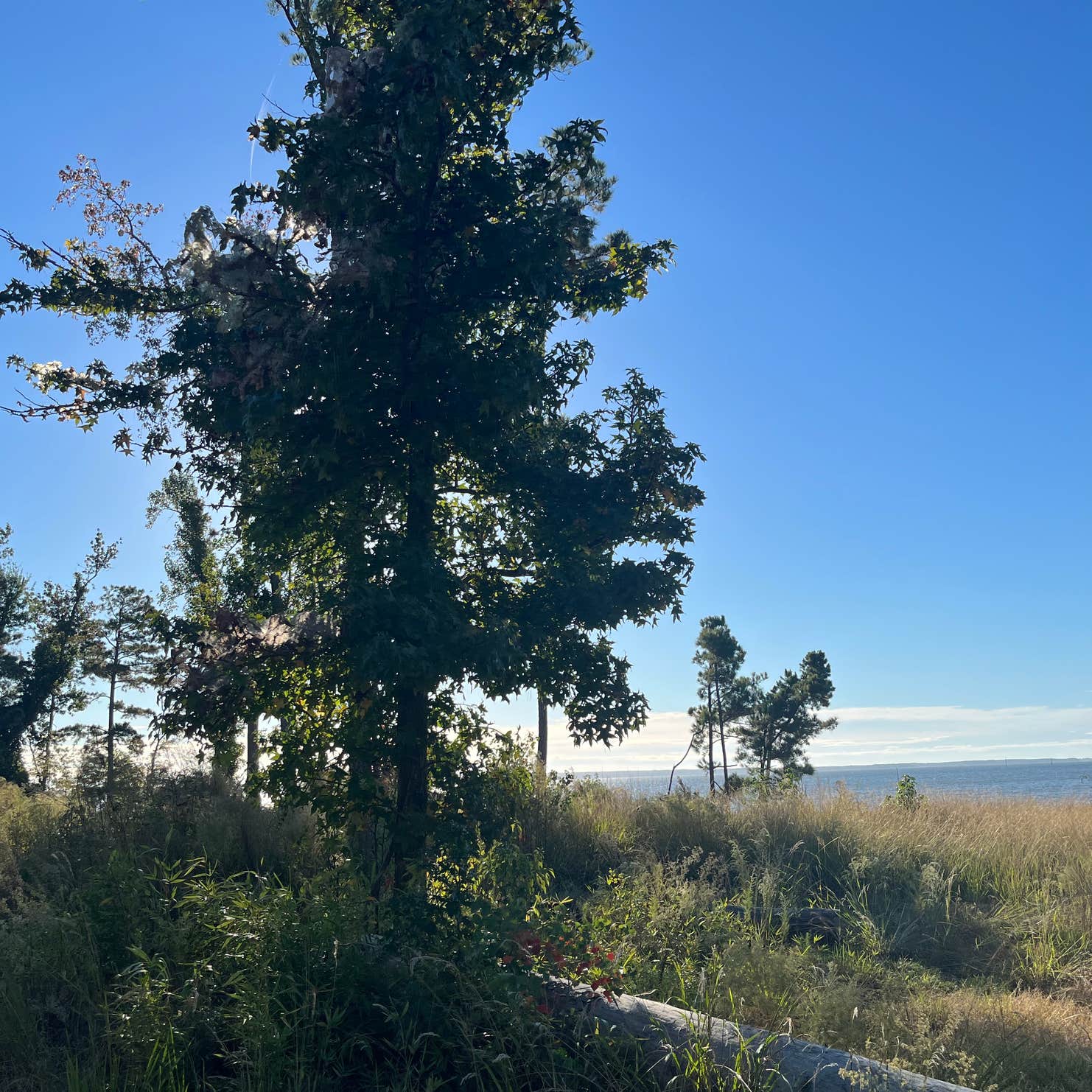 Sabine National Forest Ragtown Camping | Zwolle, Louisiana