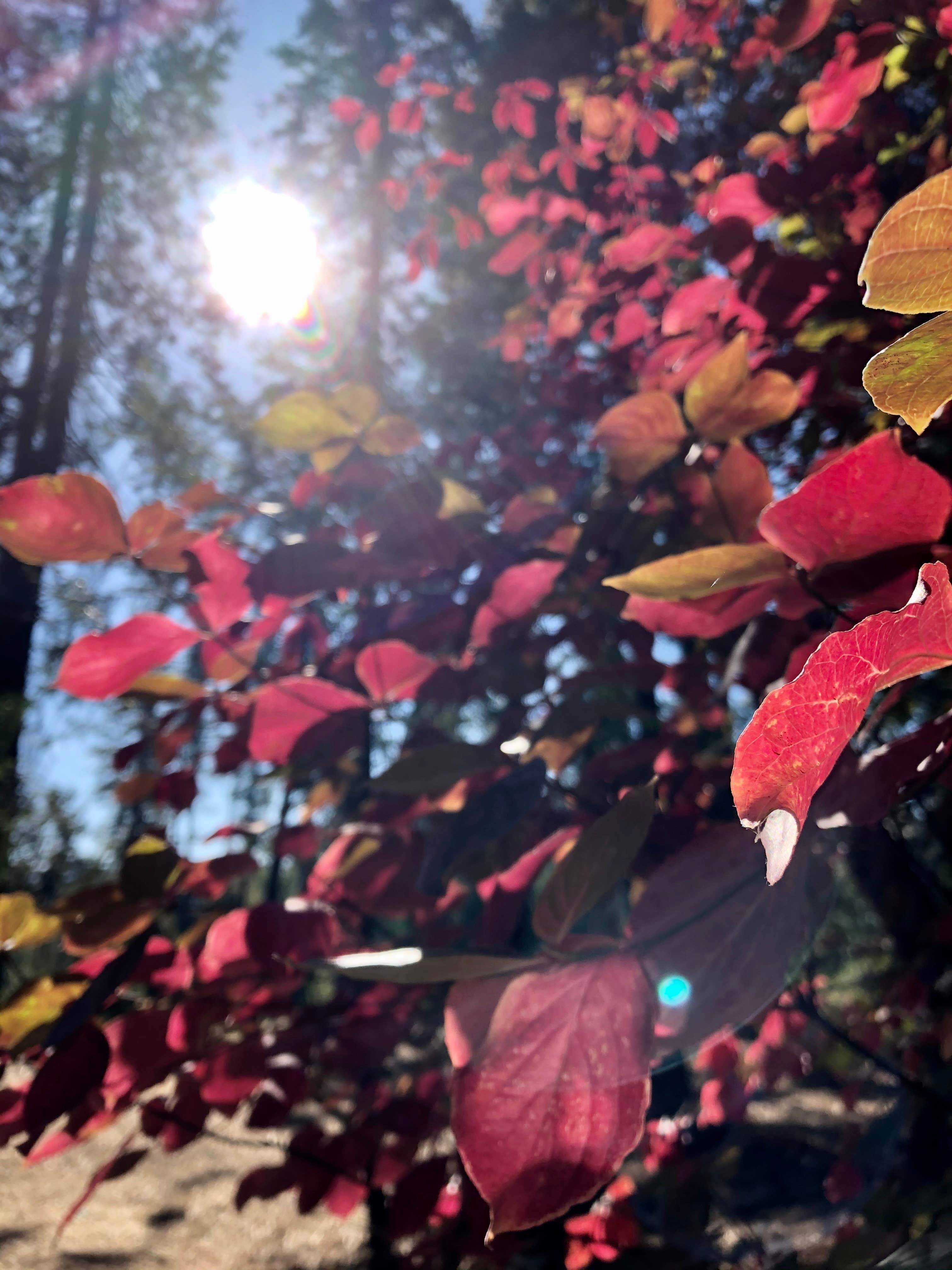 Three Links Camp - Members Only | Mi-Wuk Village, CA