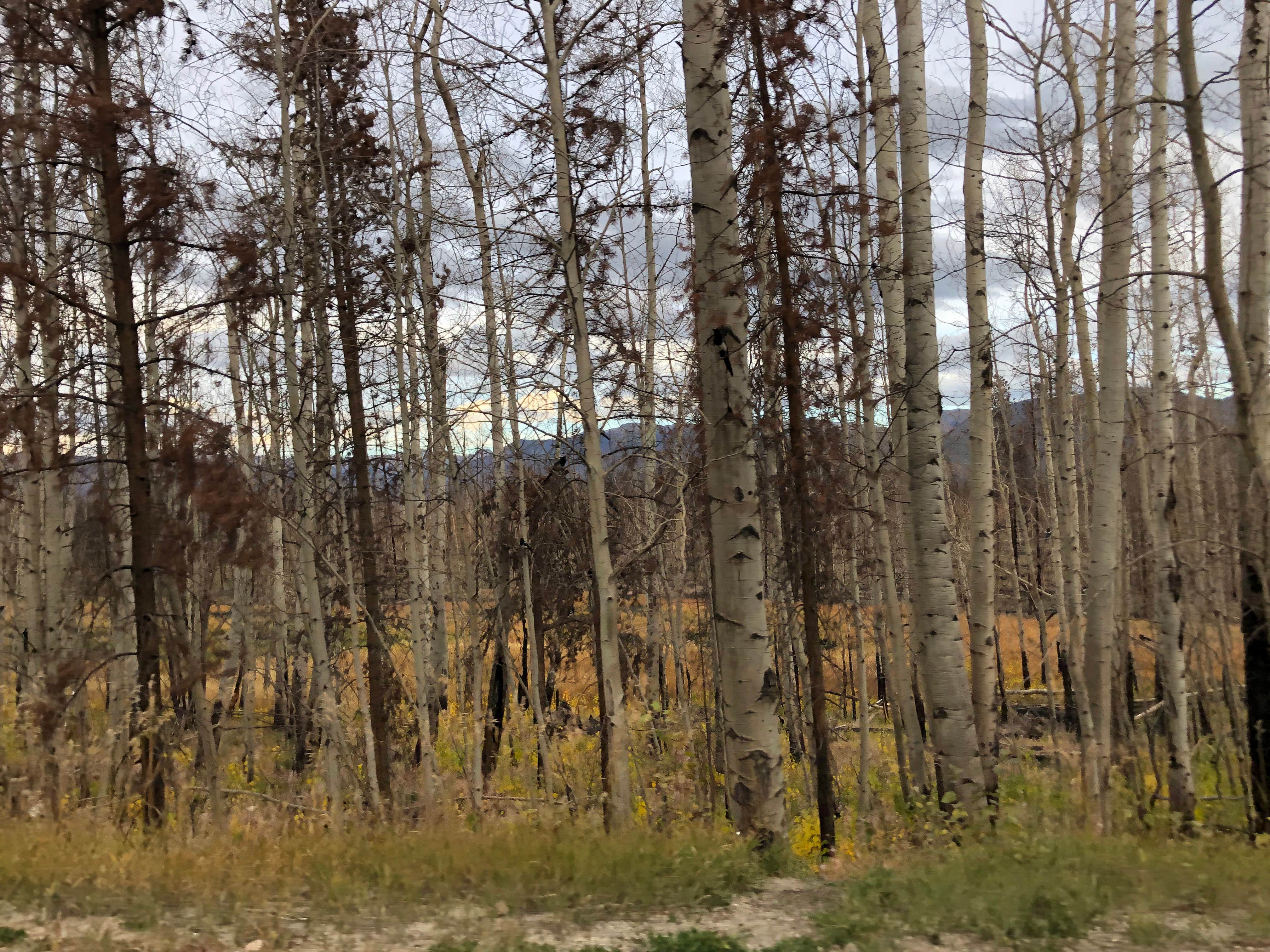 Stillwater Pass Dispersed Campsite | Grand Lake, CO