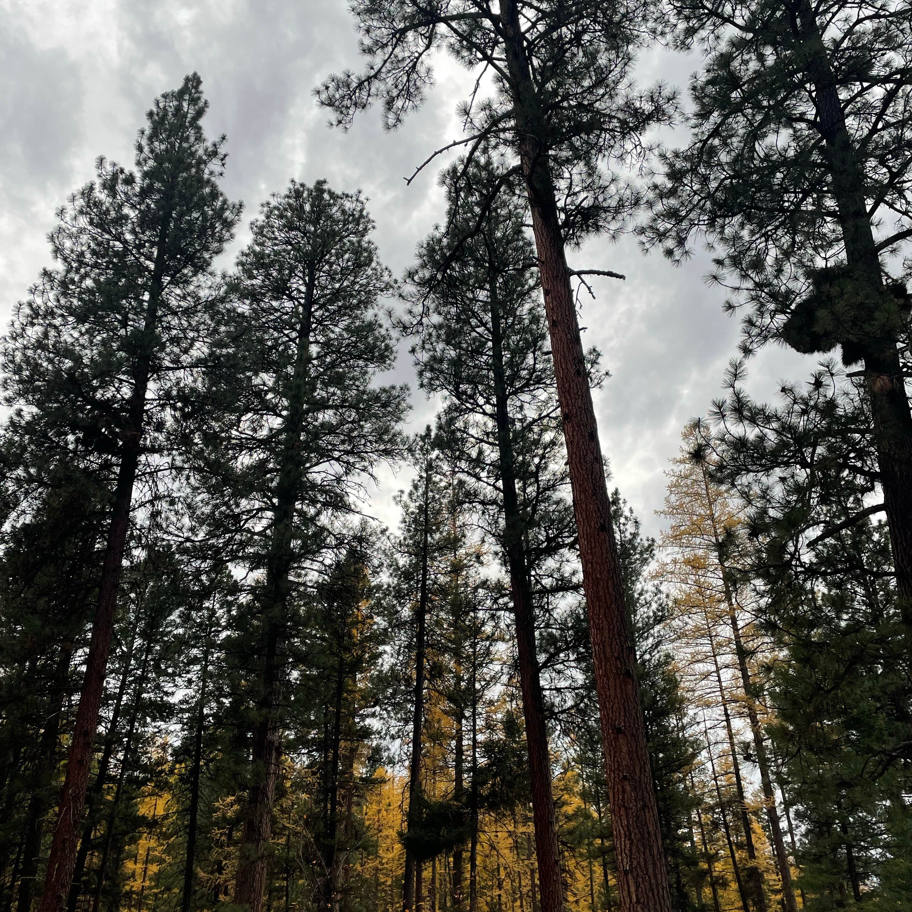 Seeley Lake Lolo Campground (MT) — Lolo National Forest | Seeley Lake ...