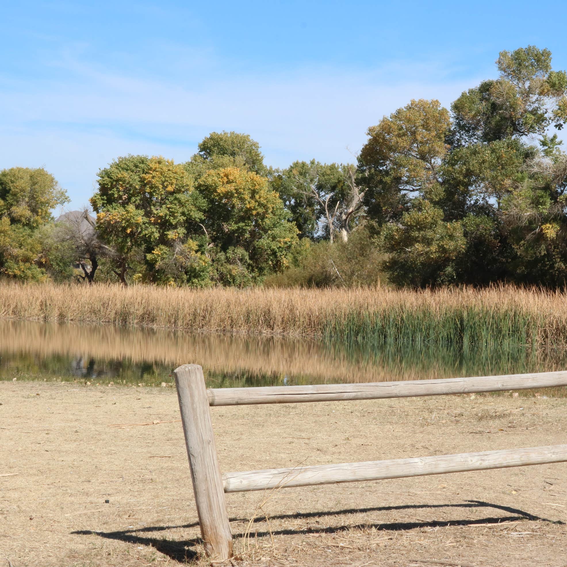 Mojave Narrows Regional Park Camping | The Dyrt
