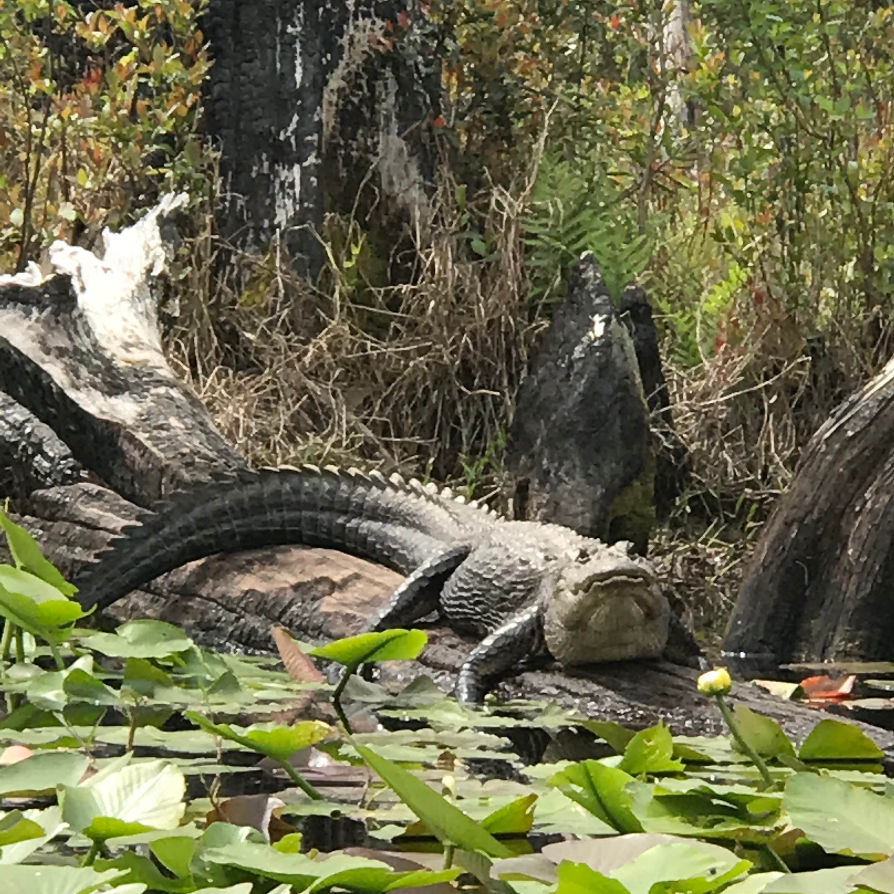 Stephen C. Foster State Park Camping | The Dyrt