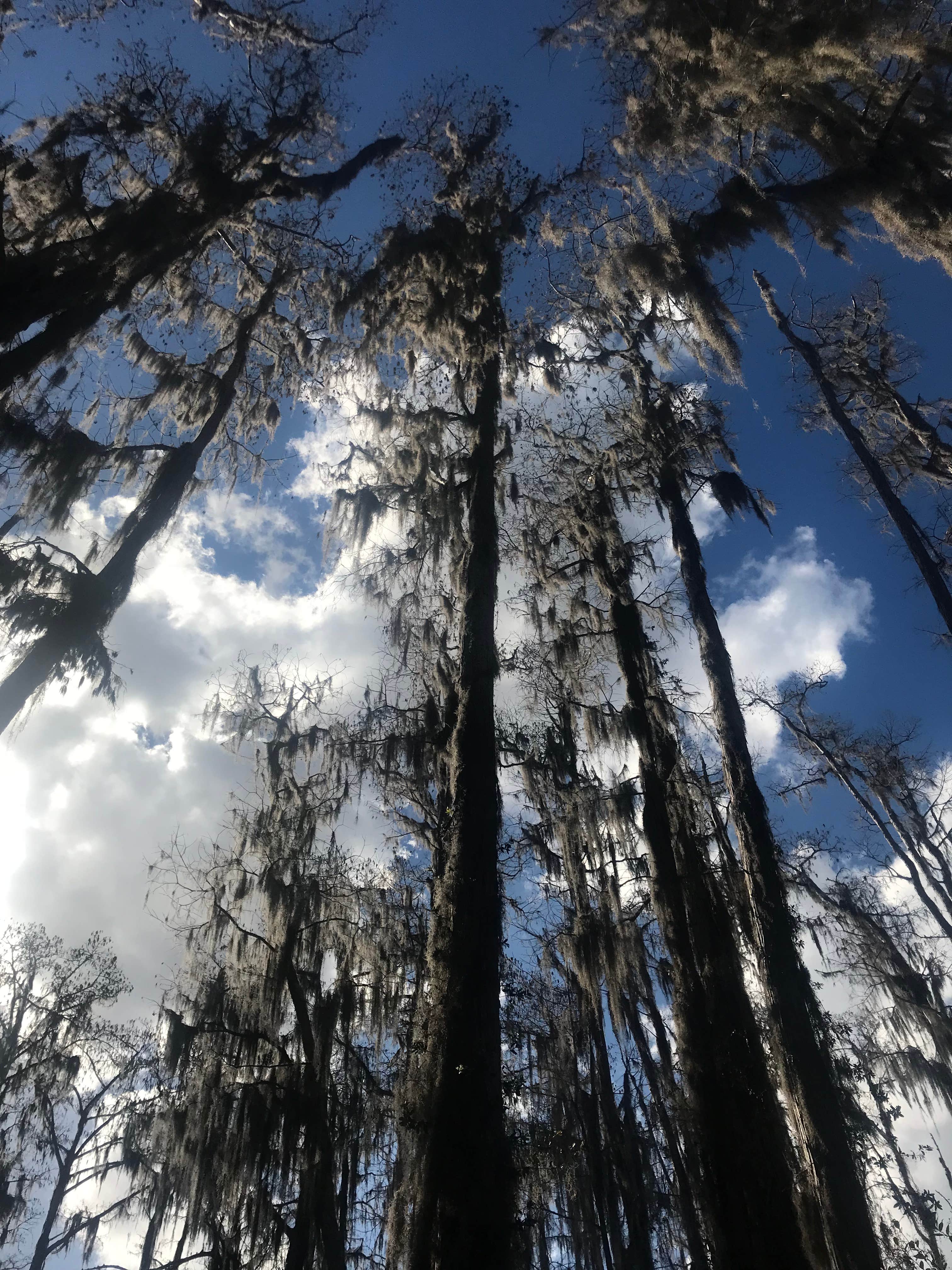 Stephen C. Foster State Park Campground | Fargo, GA