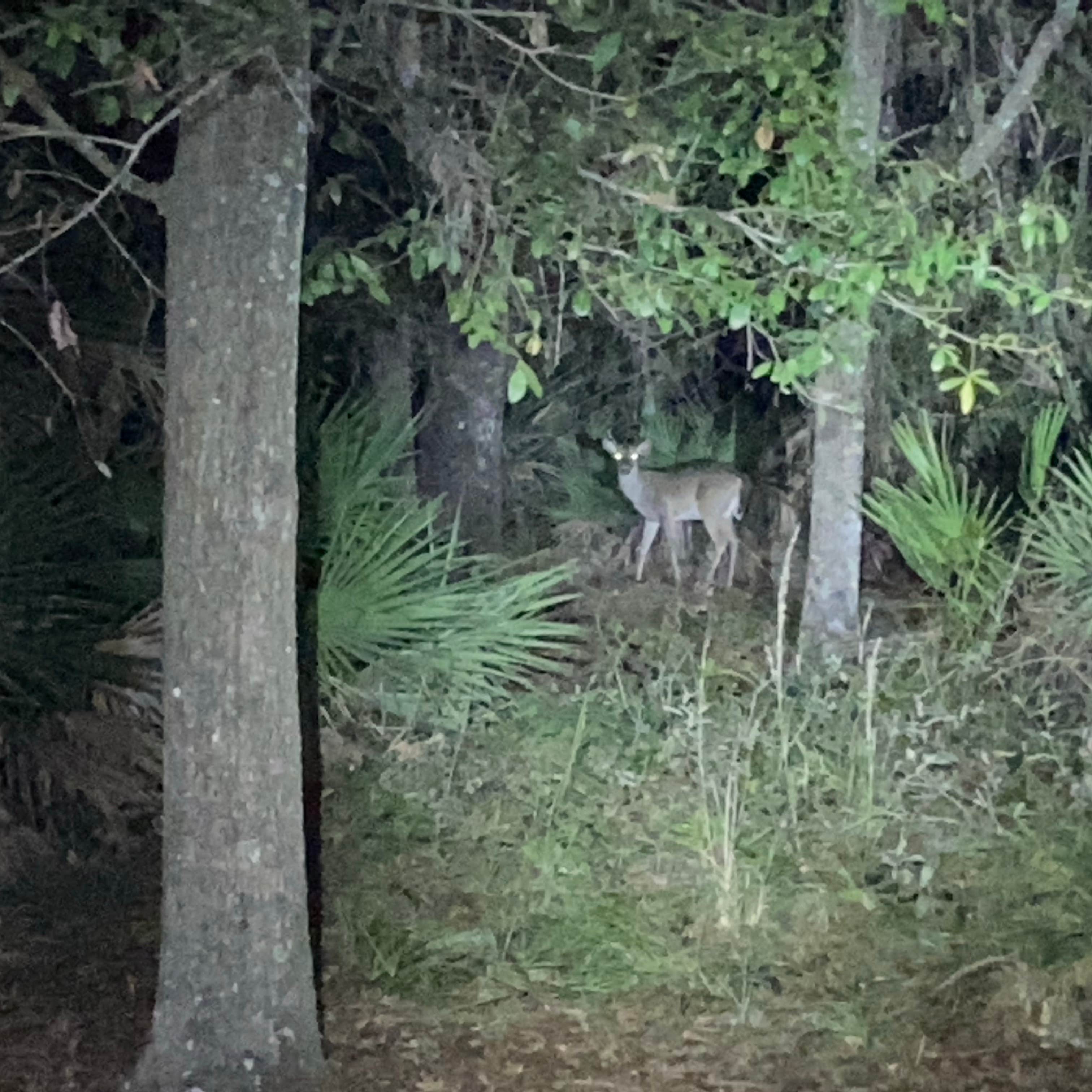 Jay B. Starkey Wilderness Park Camping | New Port Richey, Florida
