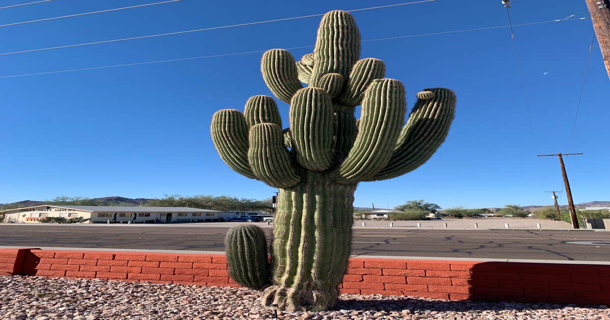 Shady Lane RV Park | Quartzsite, AZ