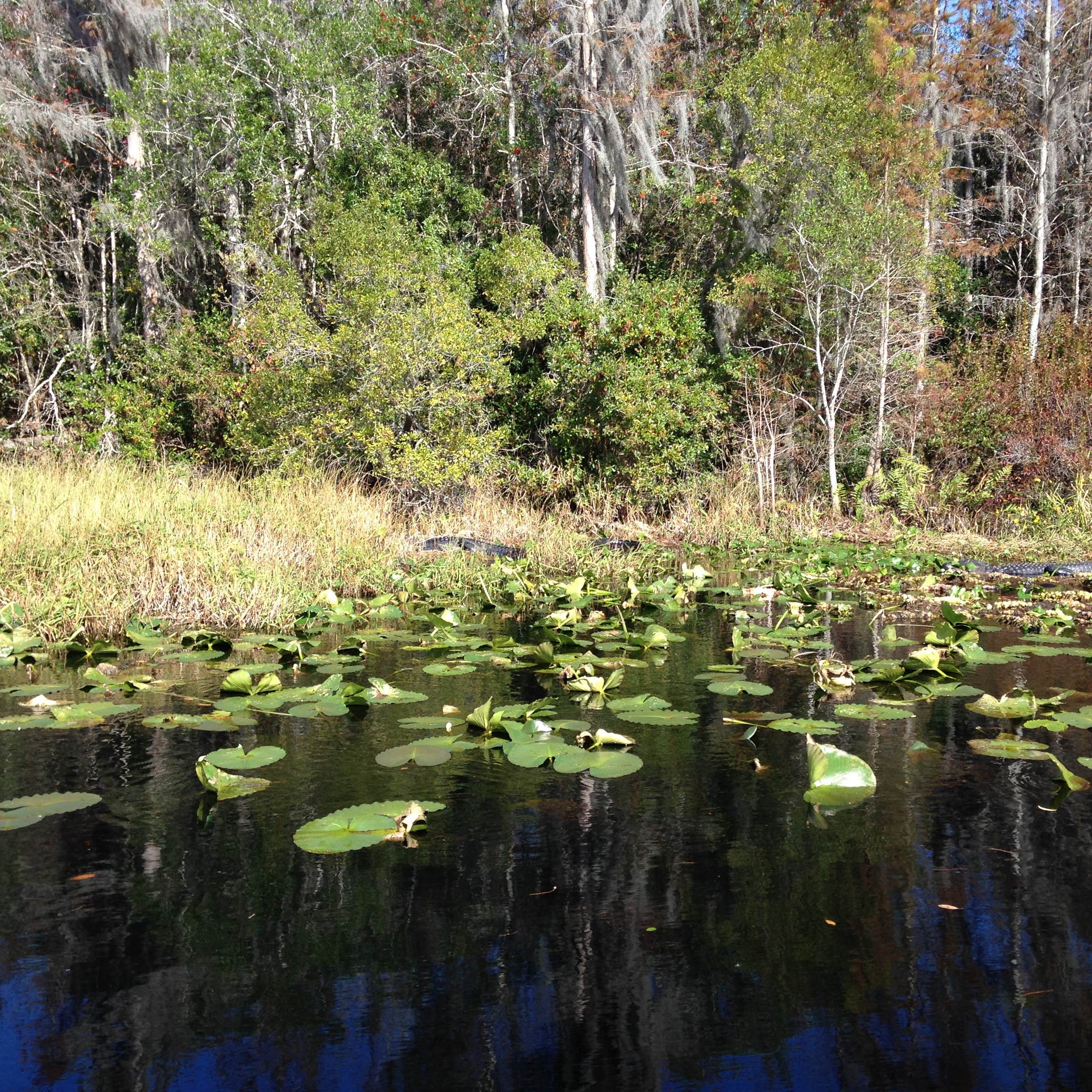 Stephen C. Foster State Park Camping | The Dyrt