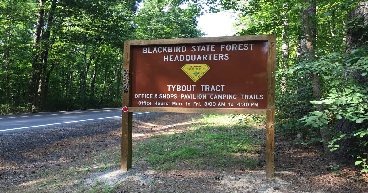 Blackbird State Forest Campground | Smyrna, DE