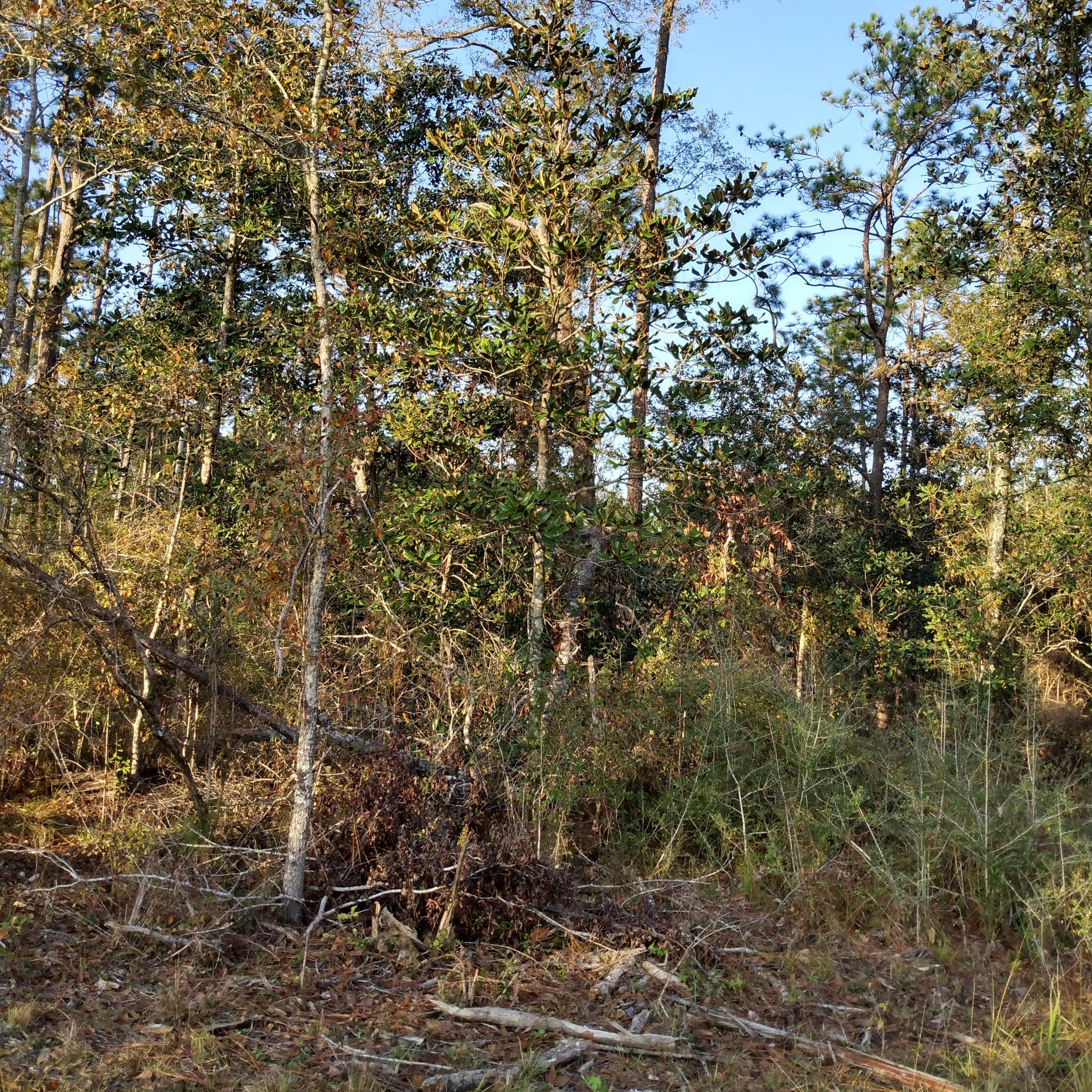 Falling Waters State Park Campground | Chipley, Florida