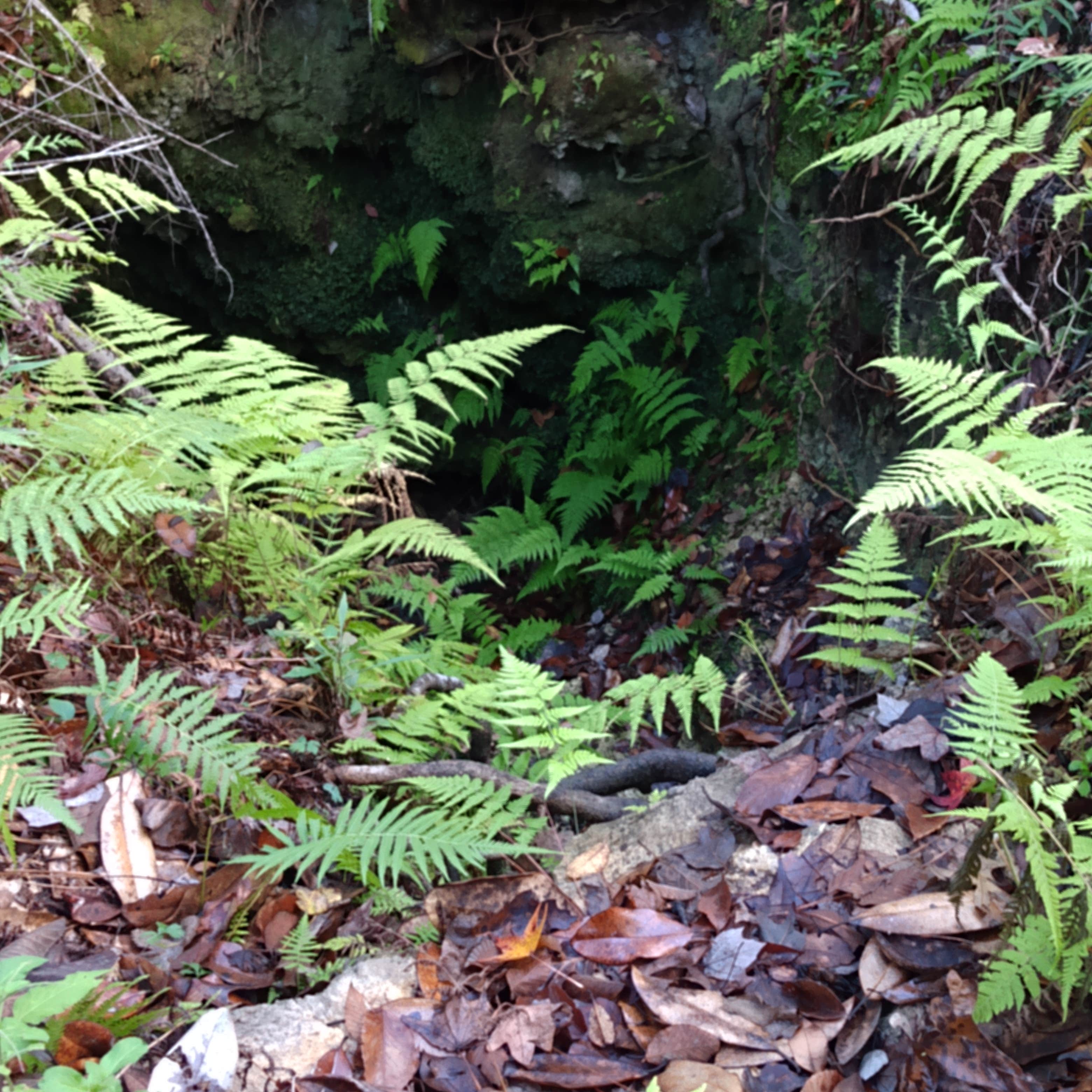 Falling Waters State Park Campground | Chipley, Florida