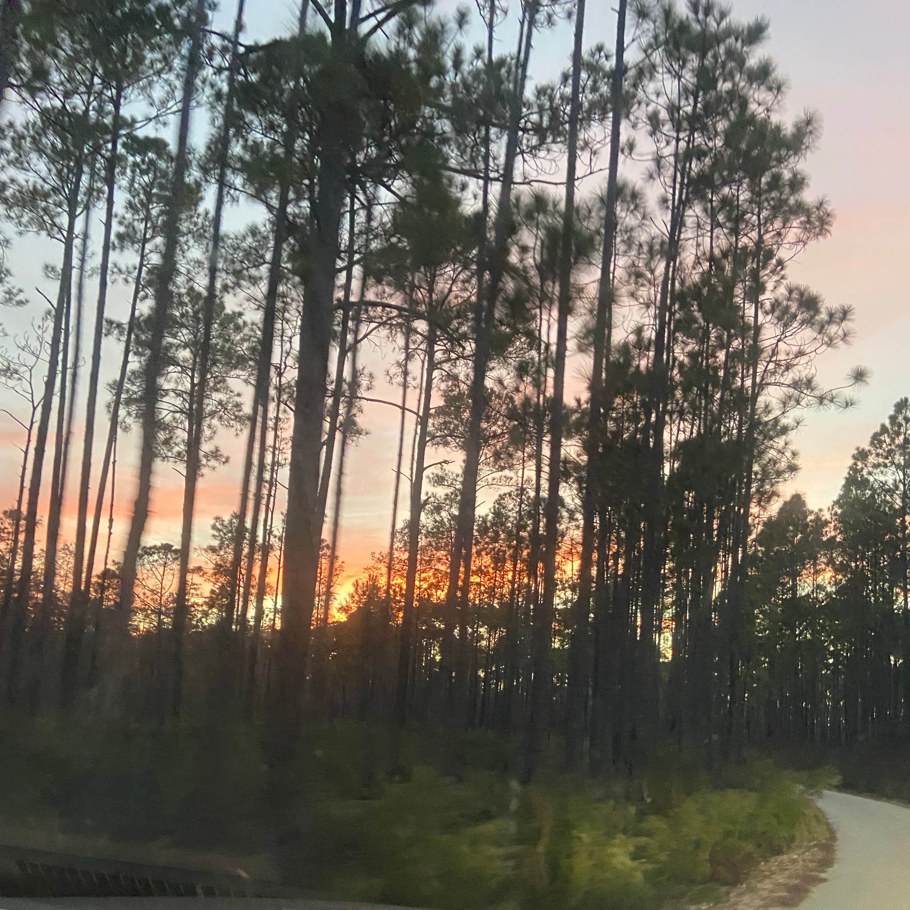 Jennings State Forest Hammock Campground Camping | The Dyrt