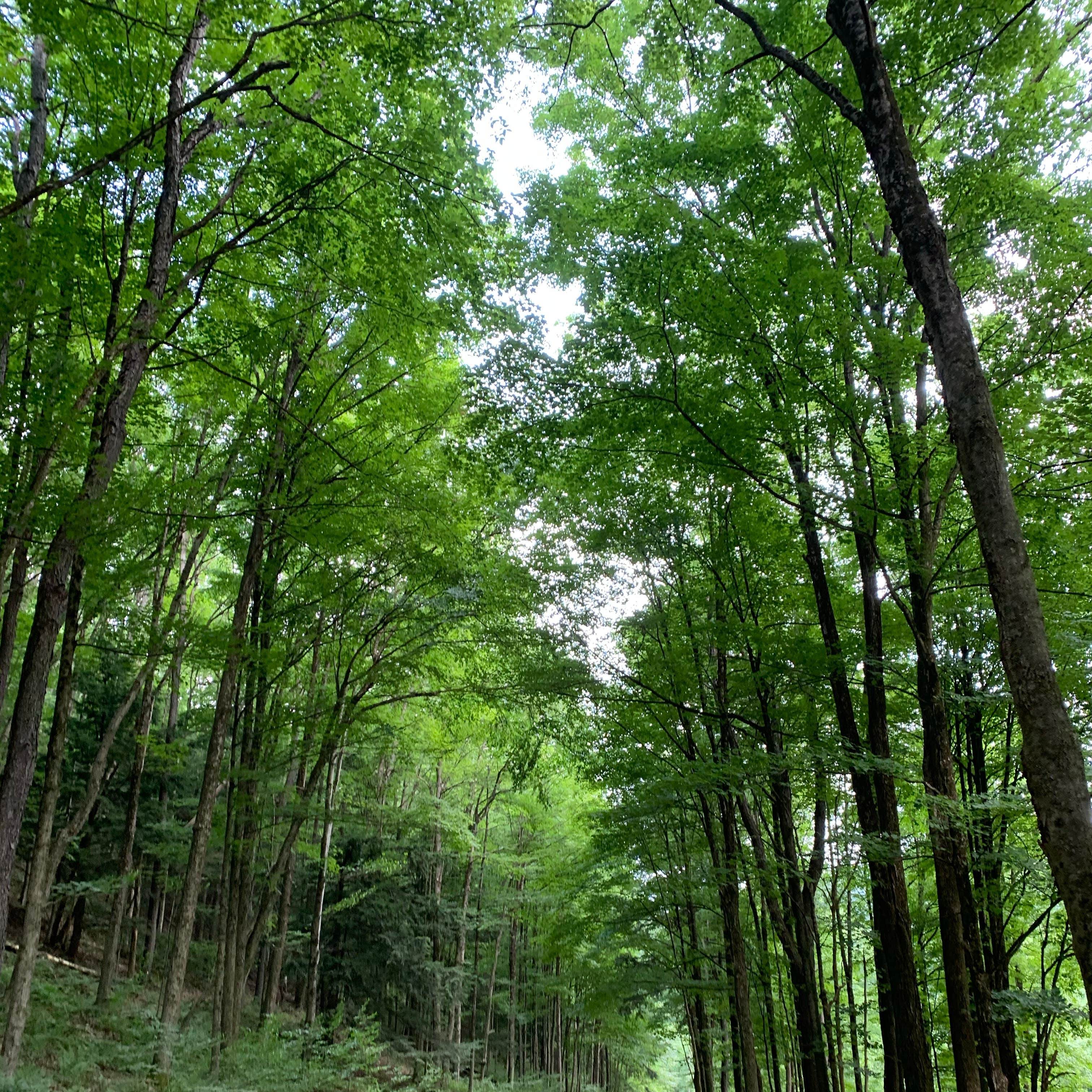 Lyman Run State Park Campground | Galeton, Pennsylvania