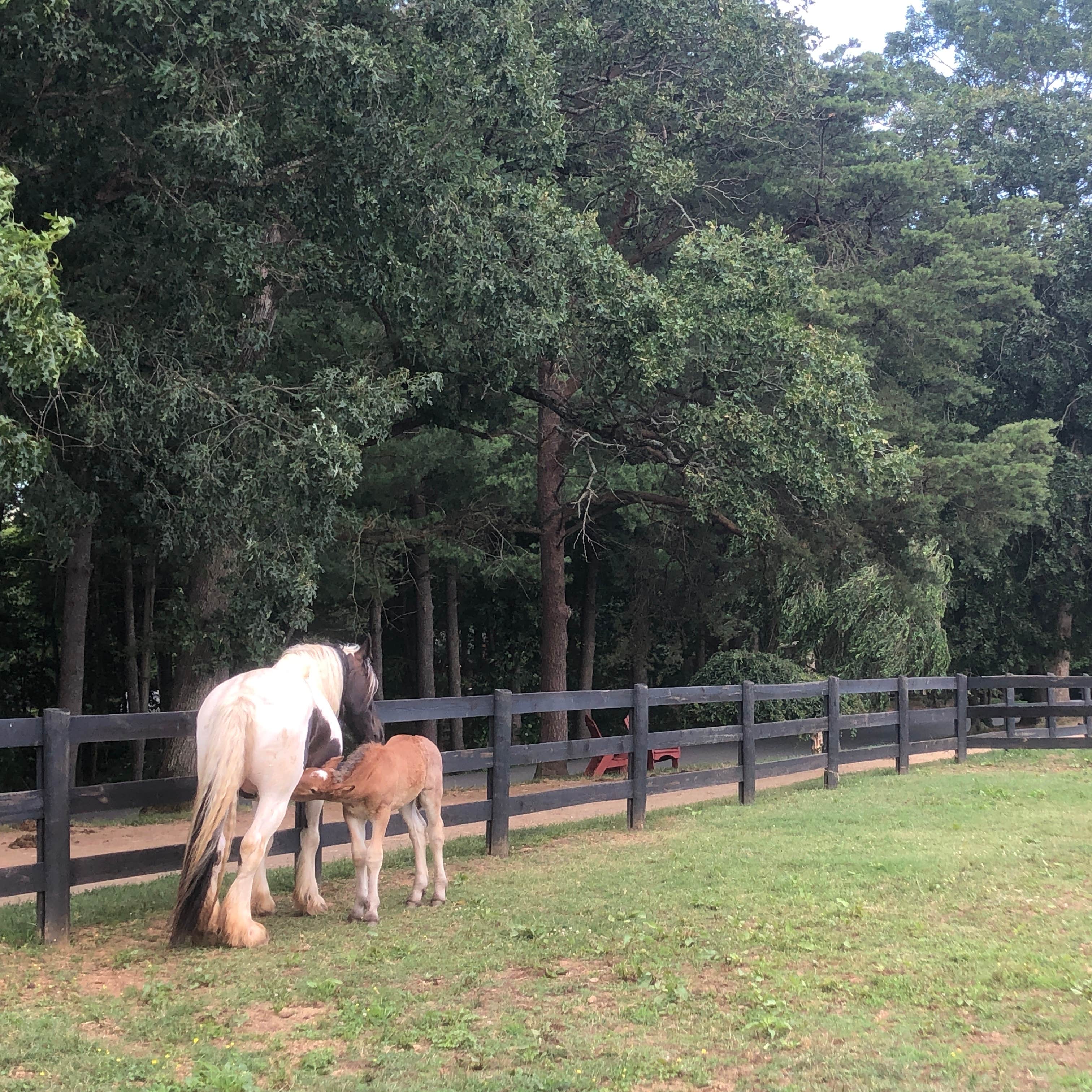 Shenandoah Crossings, a Bluegreen Vacations Resort Camping | The Dyrt