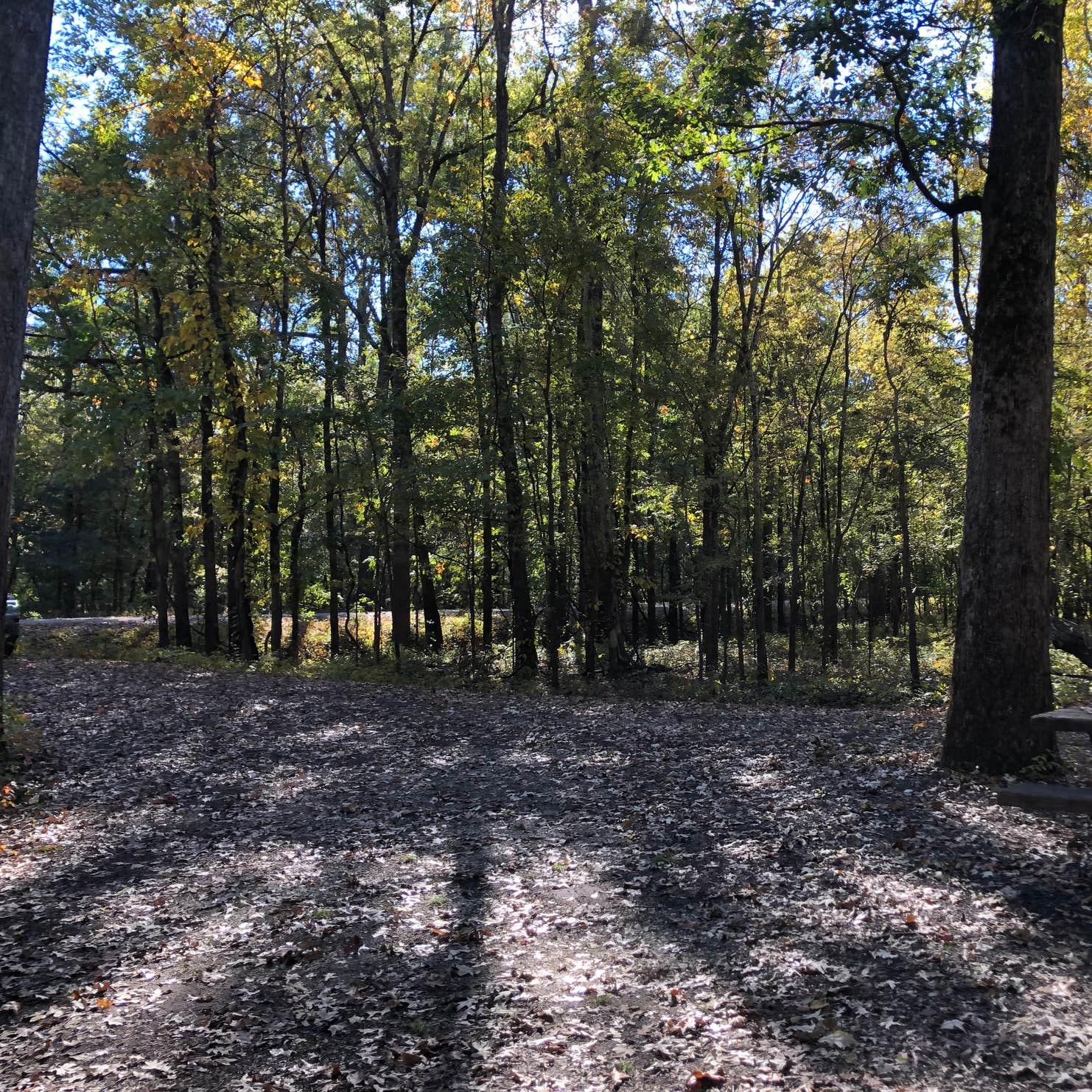 Delta National Forest Site 45/45A Camping | Rolling Fork, Mississippi