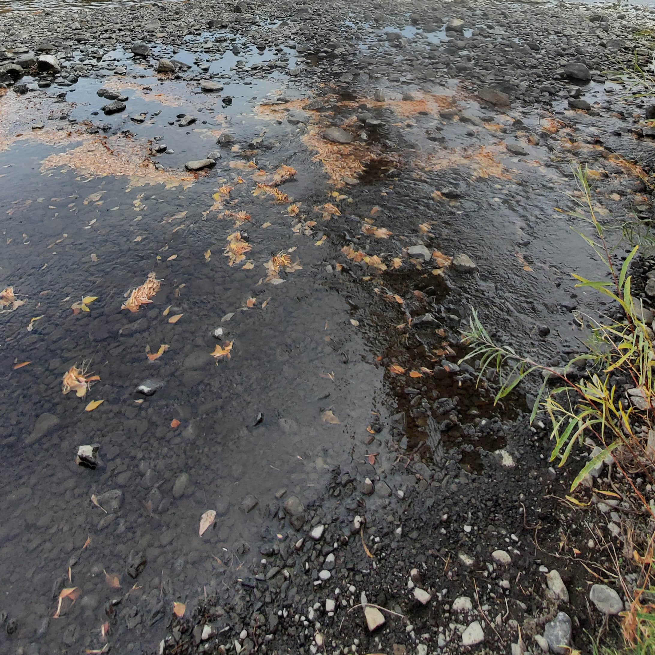 Umtanum Campground - Yakima River Canyon Camping | The Dyrt