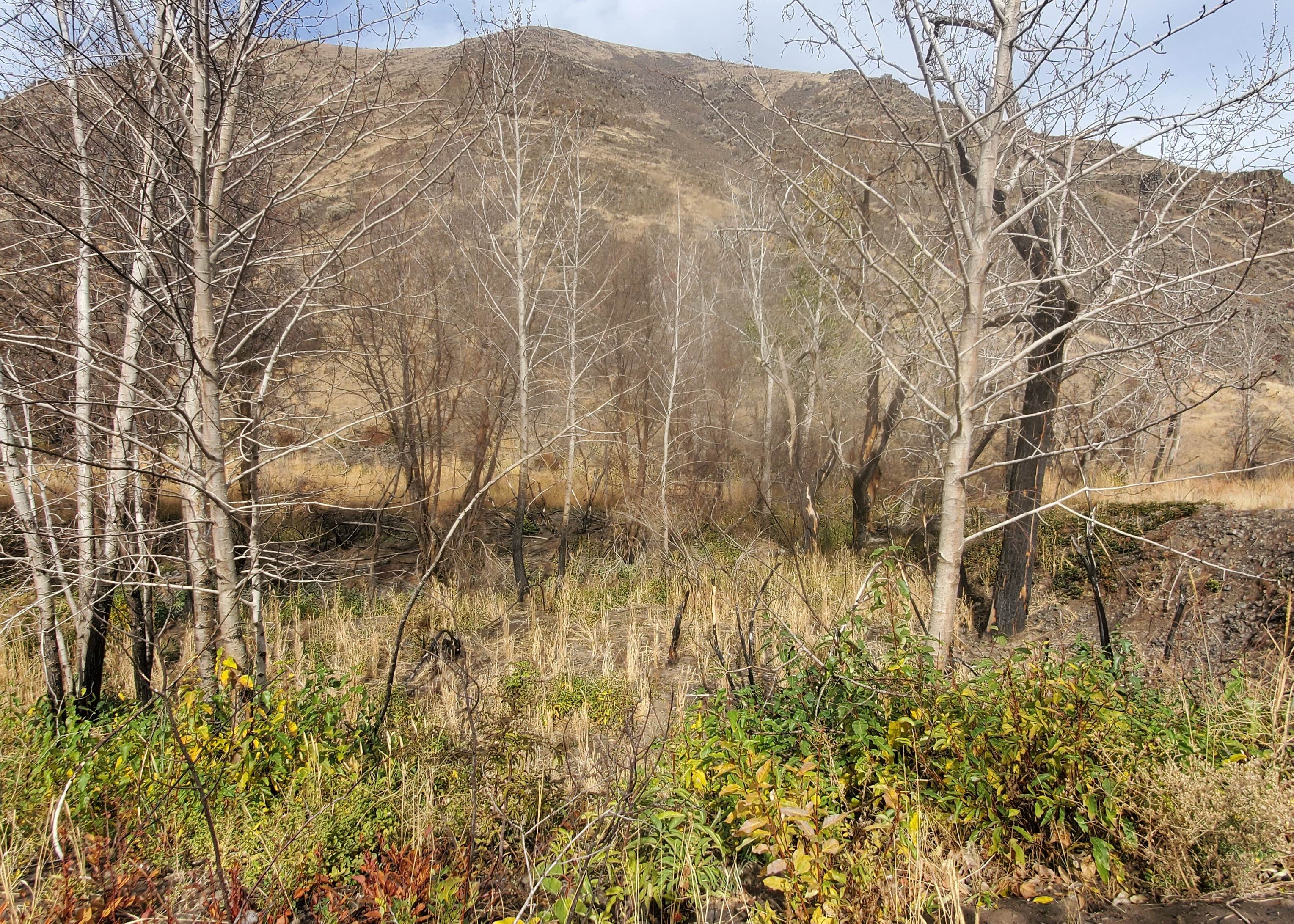 Umtanum Campground - Yakima River Canyon Camping | The Dyrt