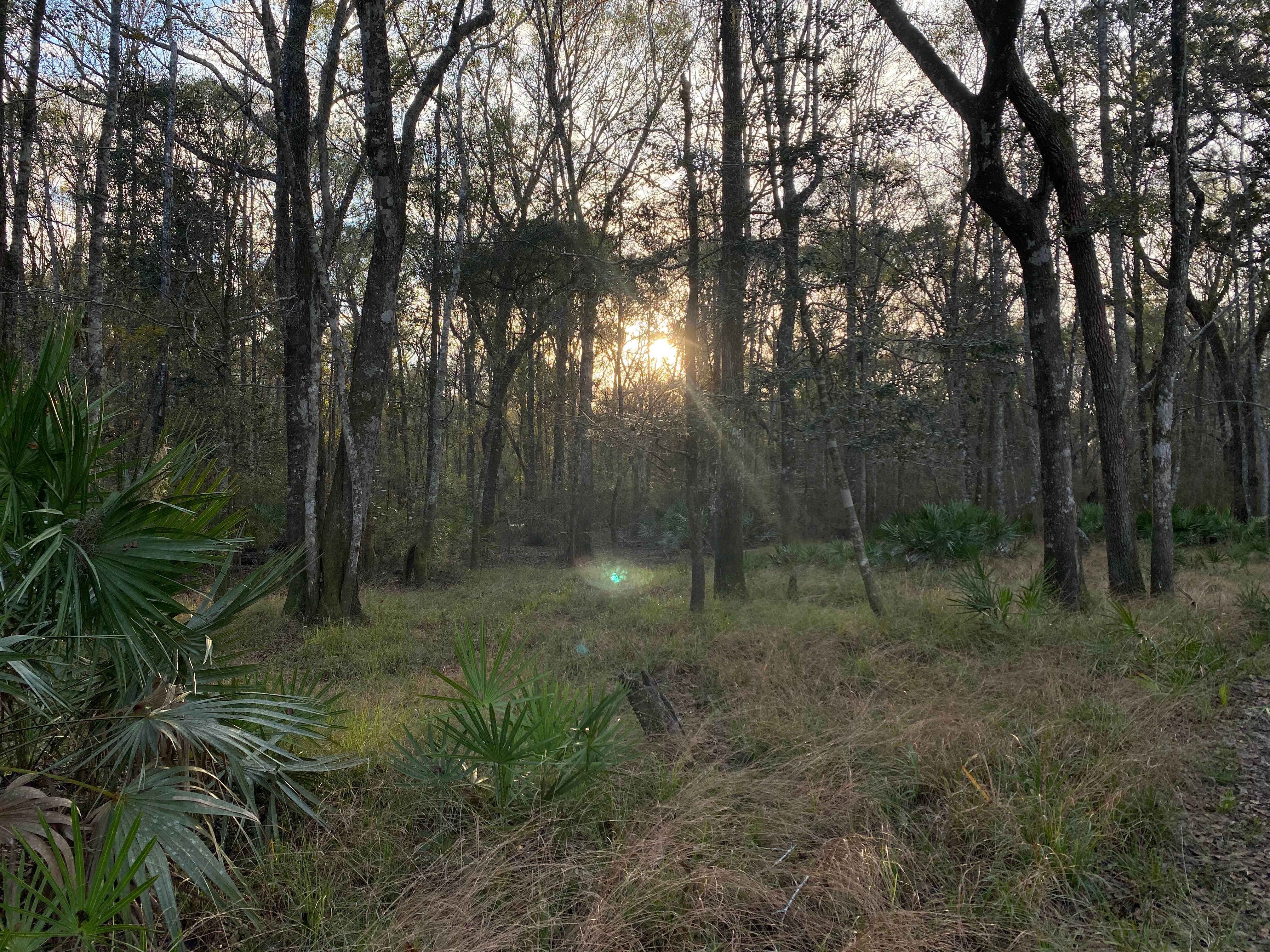 Deep Bend Landing Camping | Woodbine, GA