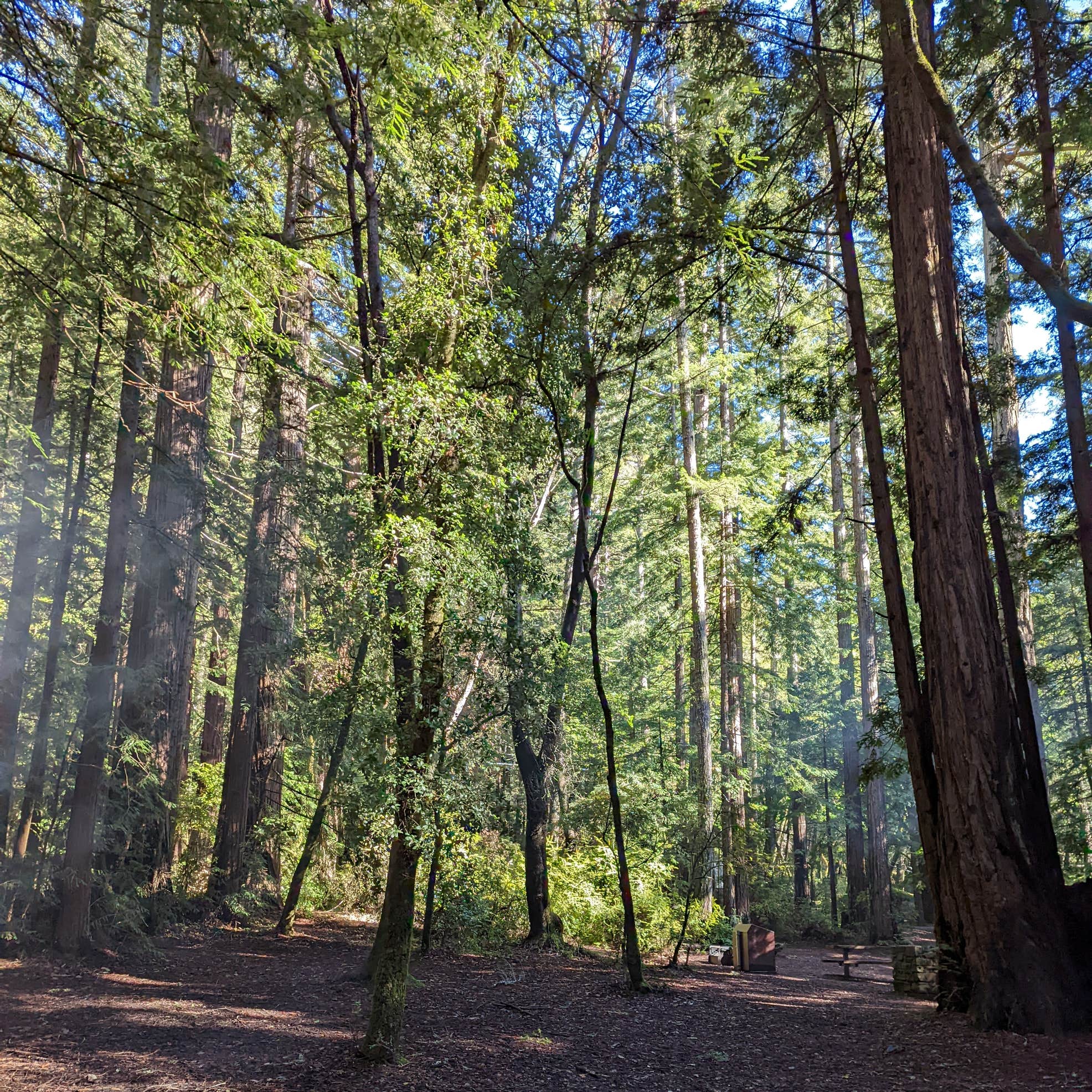 San Mateo Memorial Park Camping | Loma Mar, California
