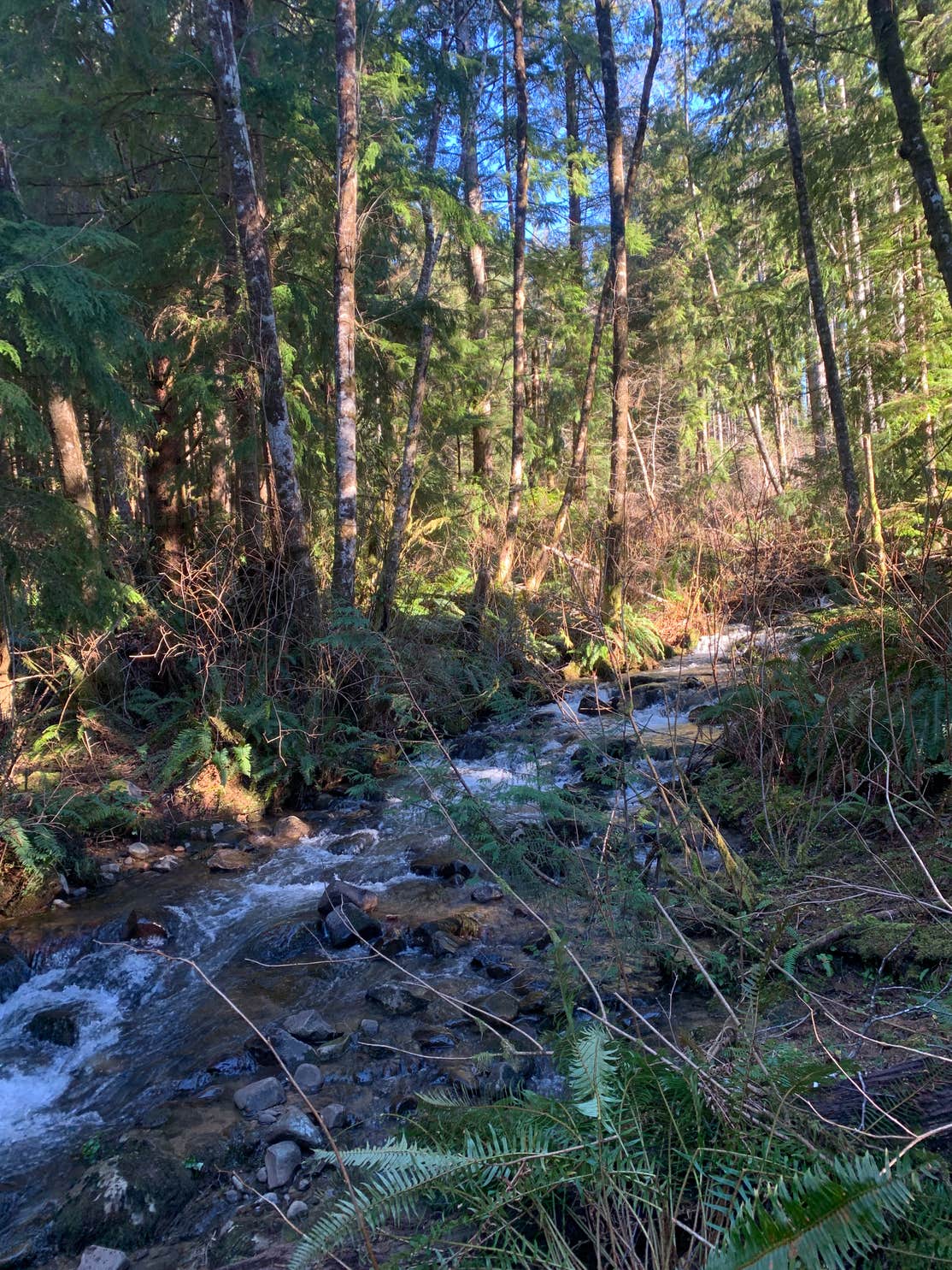 Road to Snag Lake - Dispersed Camping | The Dyrt