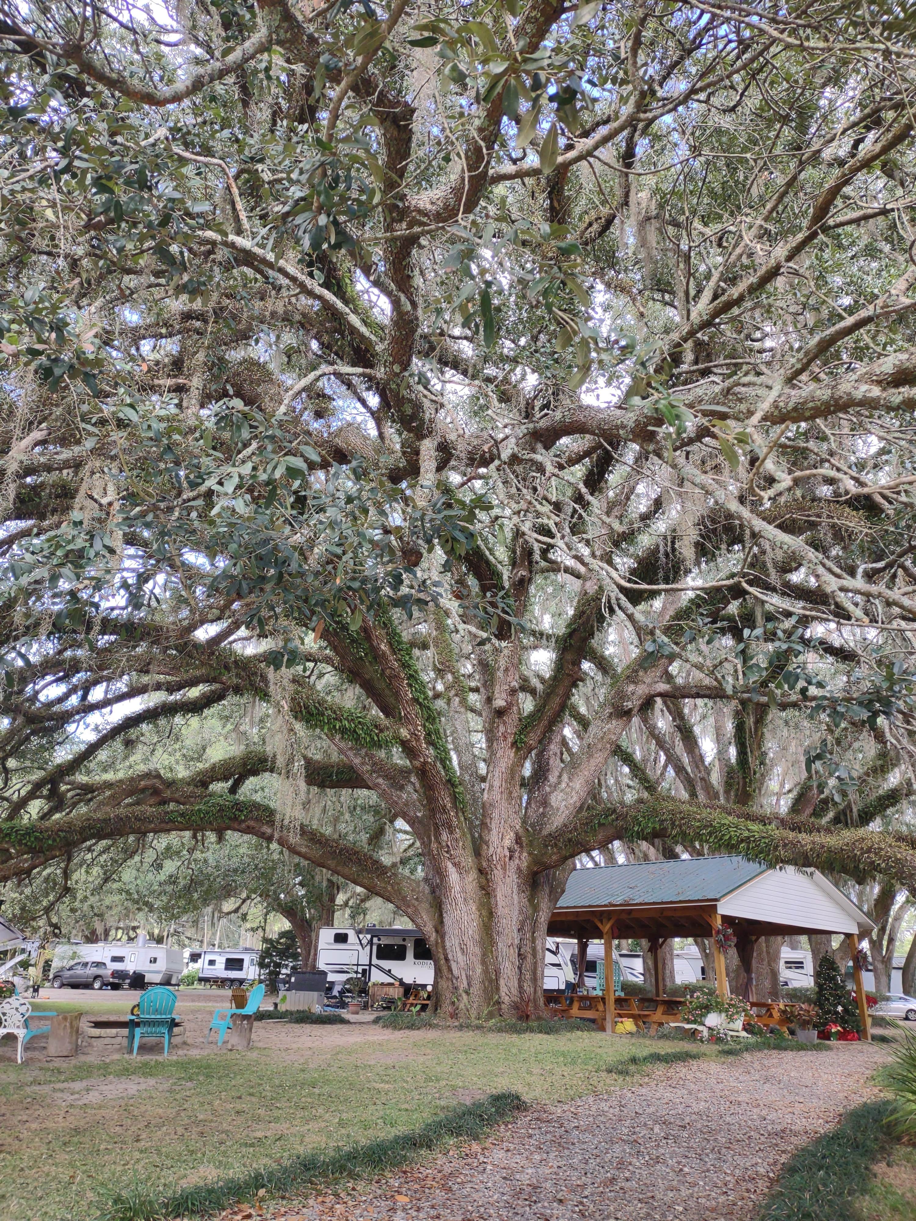 Big Oak RV Park | Tallahassee, FL