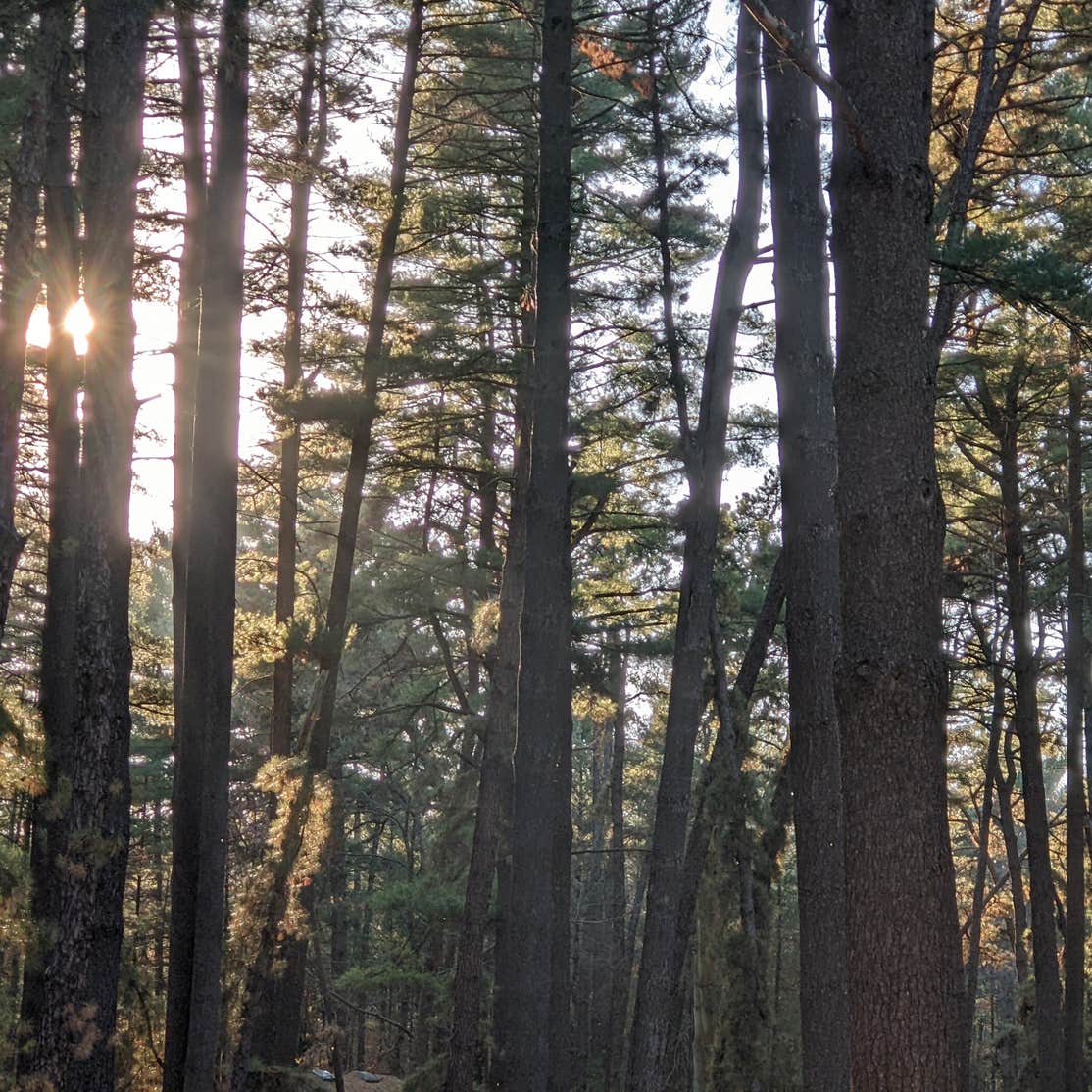 Pine Campground — Sand Ridge State Forest | Forest City, Illinois