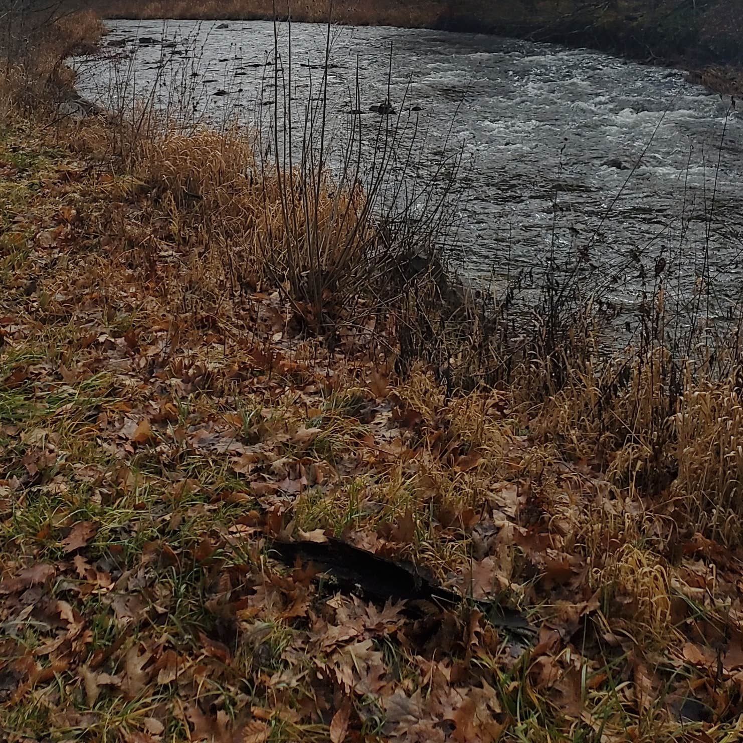 Gandy Creek Dispersed Camping | Whitmer, West Virginia