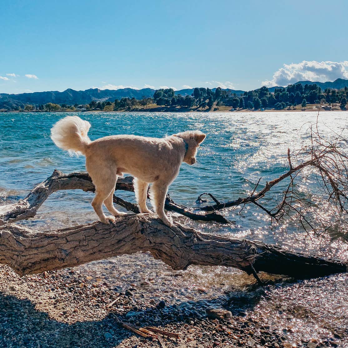 Castaic Lake State Recreation Area Camping | Castaic, CA