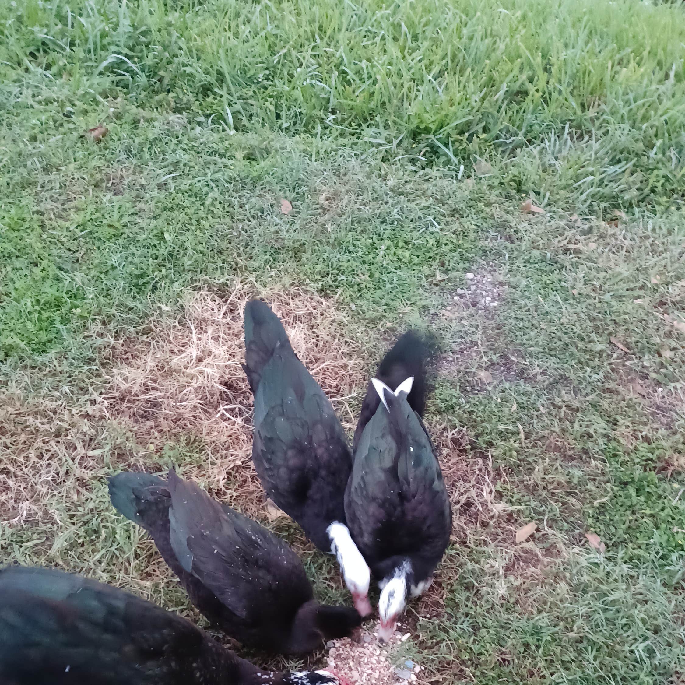 Torry Island Campground Camping | The Dyrt