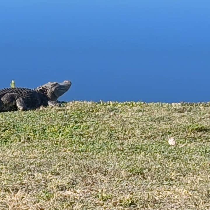 Torry Island Campground Camping | The Dyrt