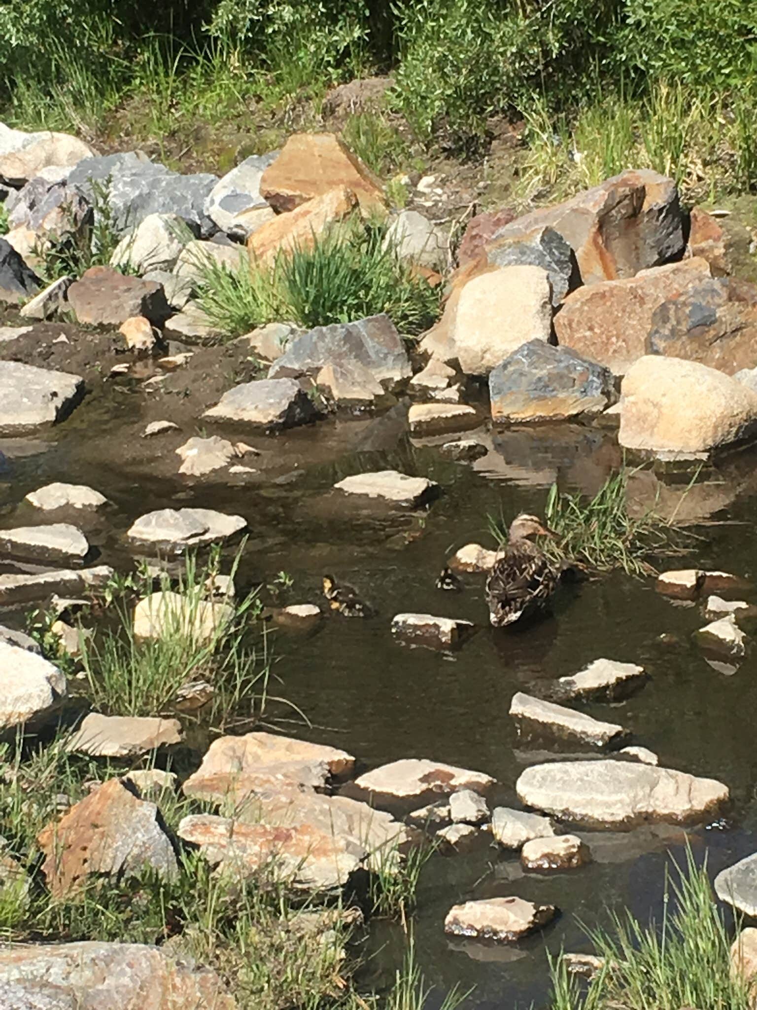 Gull Lake Campground | June Lake, CA