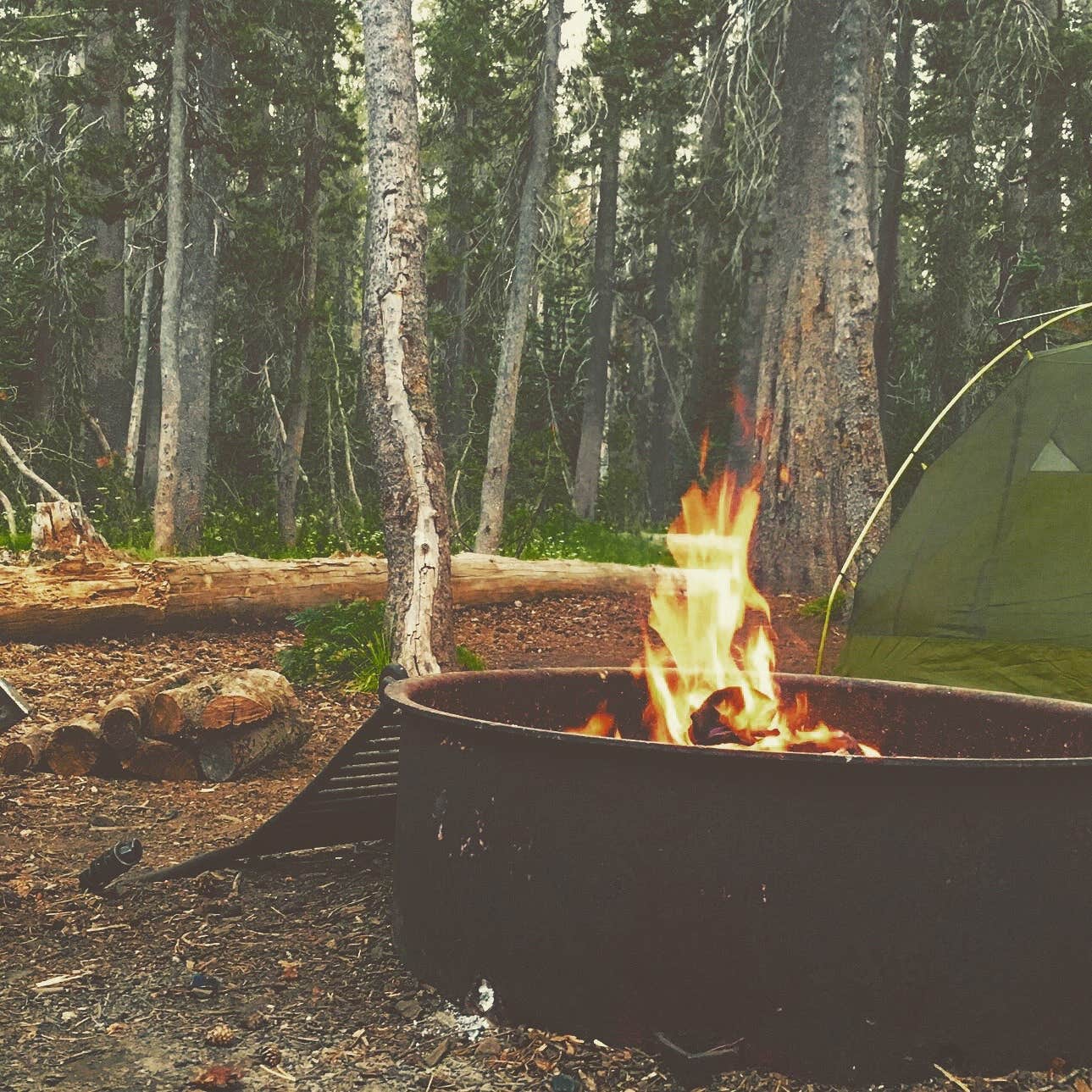 White Wolf Campground — Yosemite National Park | Yosemite National Park, CA