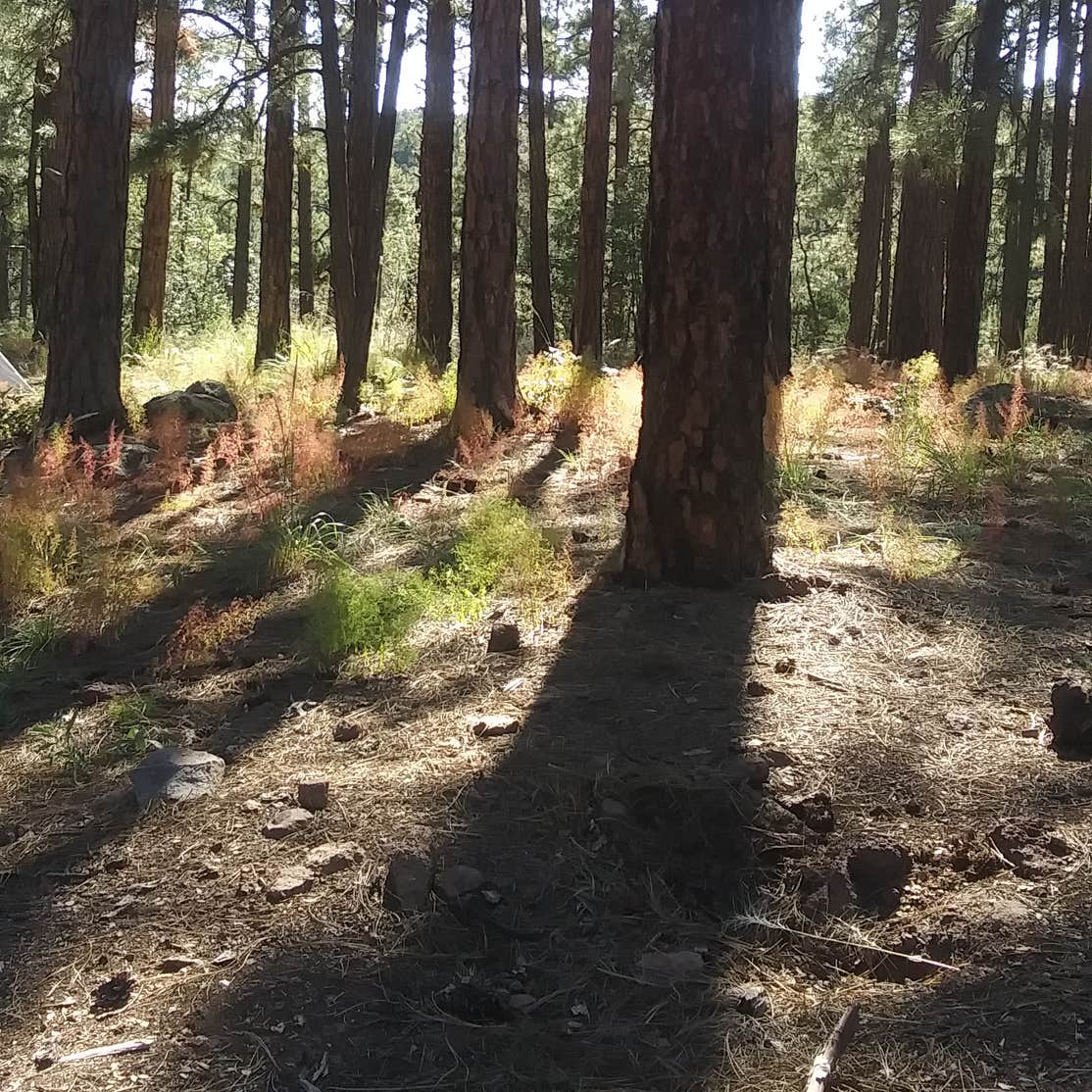 Prescott National Forest Dispersed Camping | Prescott, AZ | The Dyrt