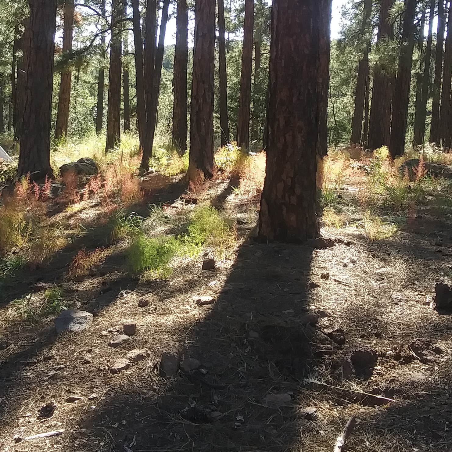 Prescott National Forest Dispersed Camping | Prescott, AZ | The Dyrt