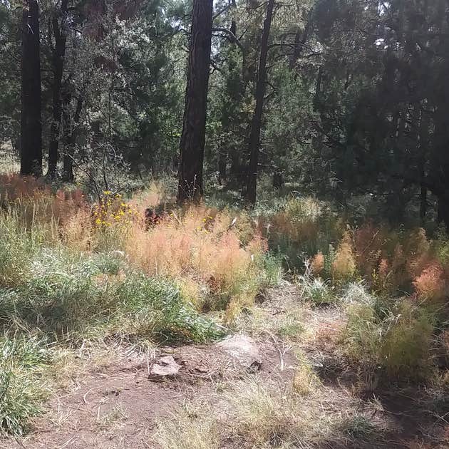 Prescott National Forest Dispersed Camping | Prescott, Arizona