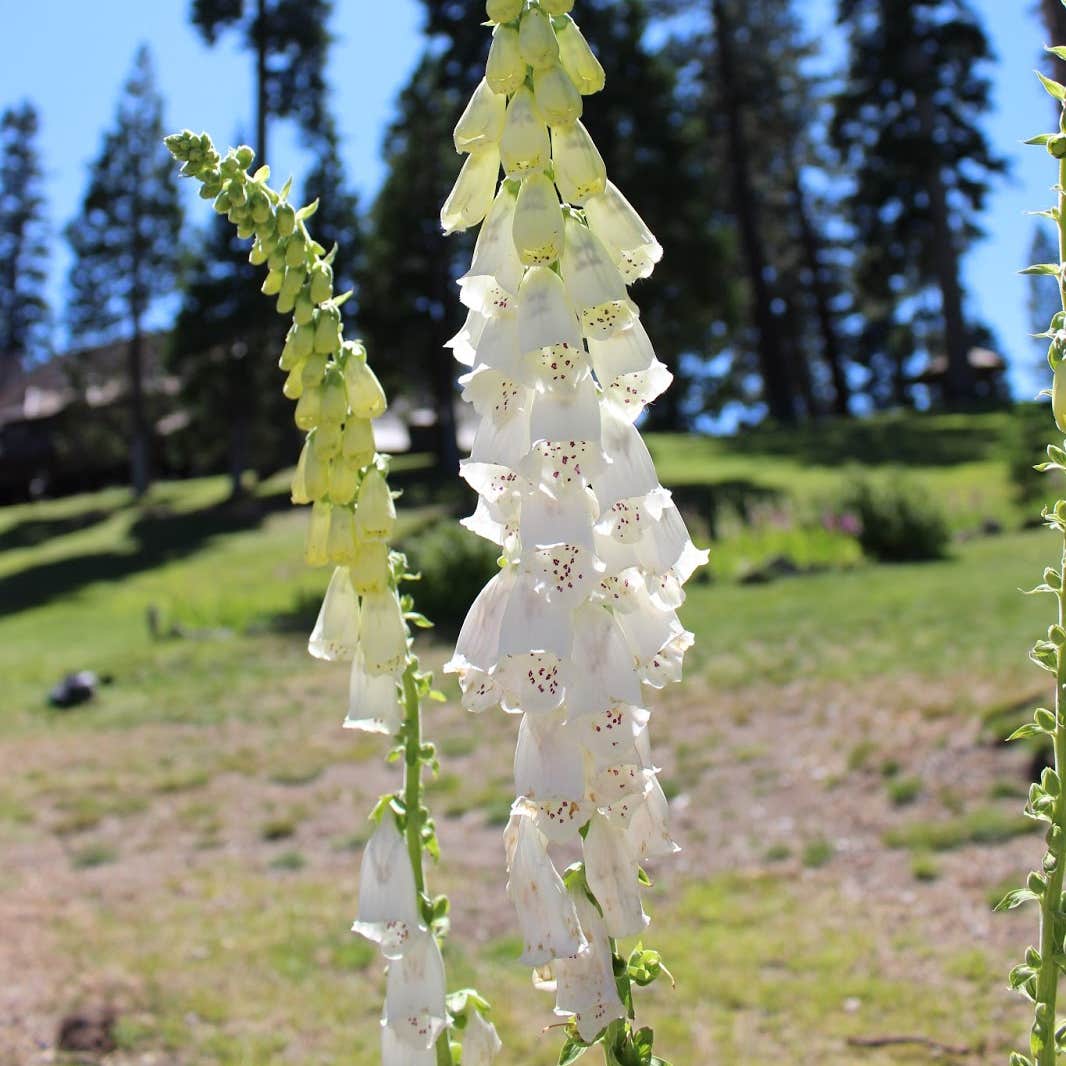 Sugar Pine Point State Park Camping | The Dyrt