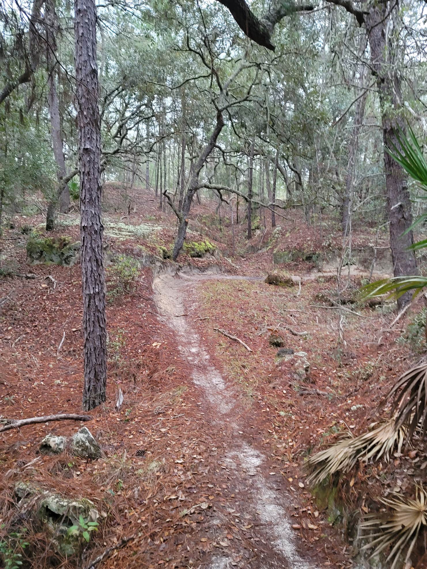 Ross Prairie Campground Camping | The Dyrt