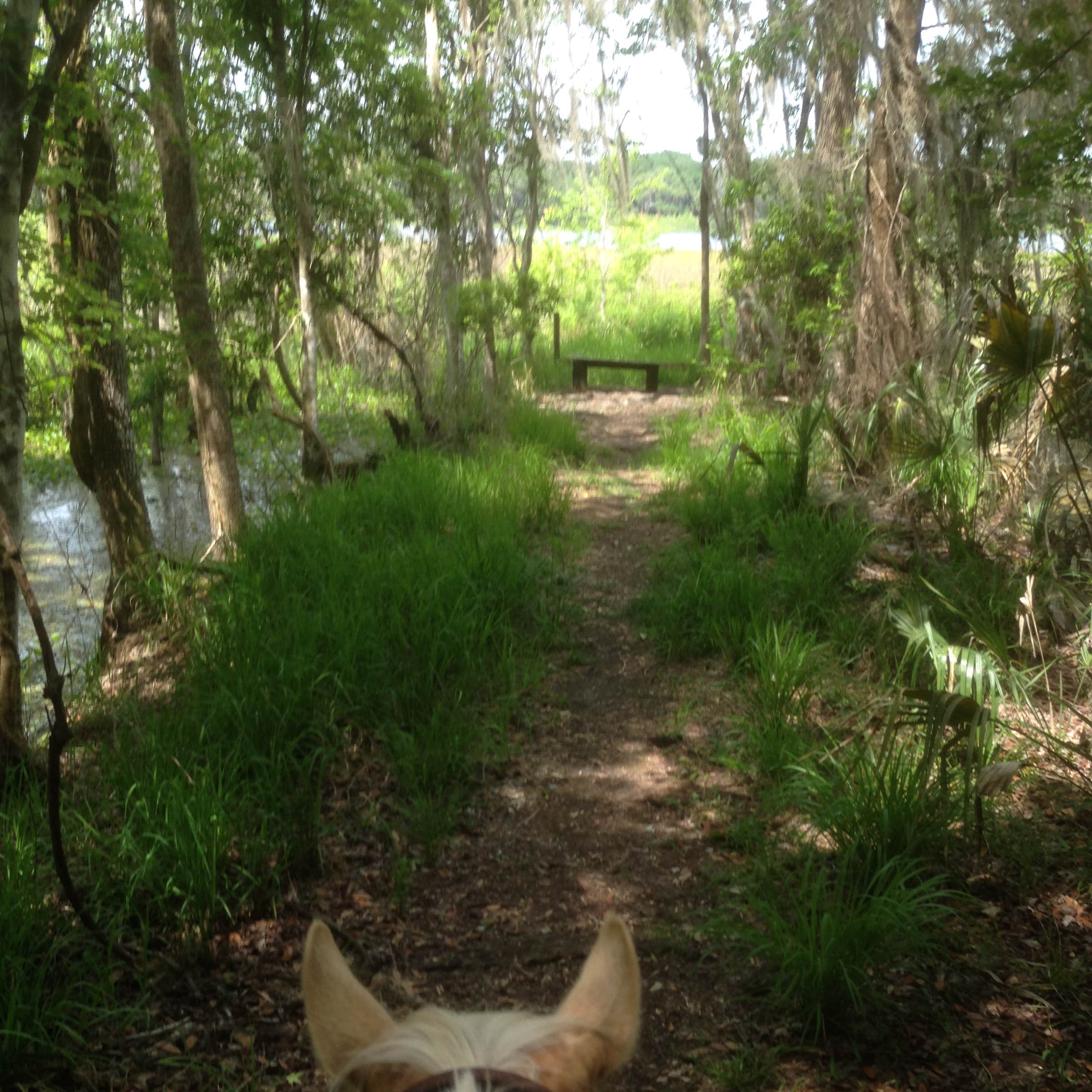 Ross Prairie Campground Camping | The Dyrt