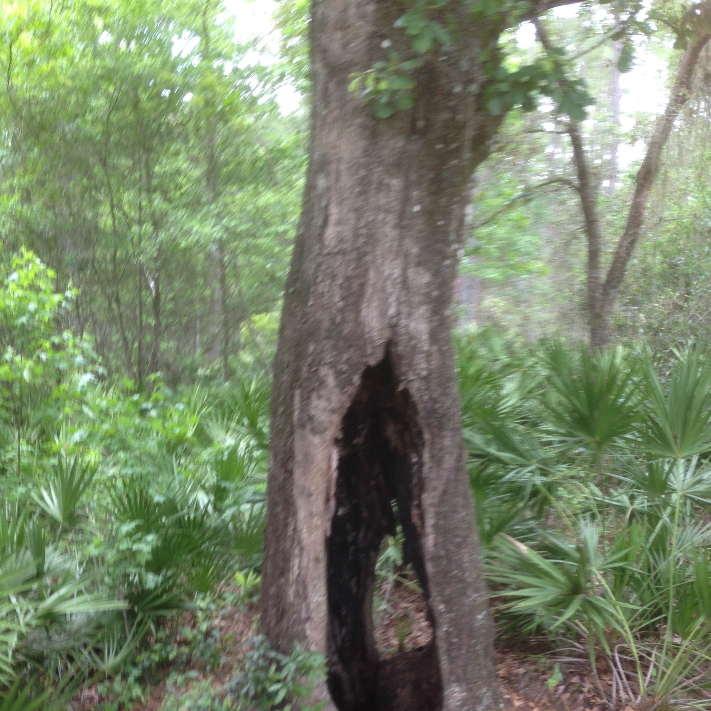 Ross Prairie Campground Camping | The Dyrt