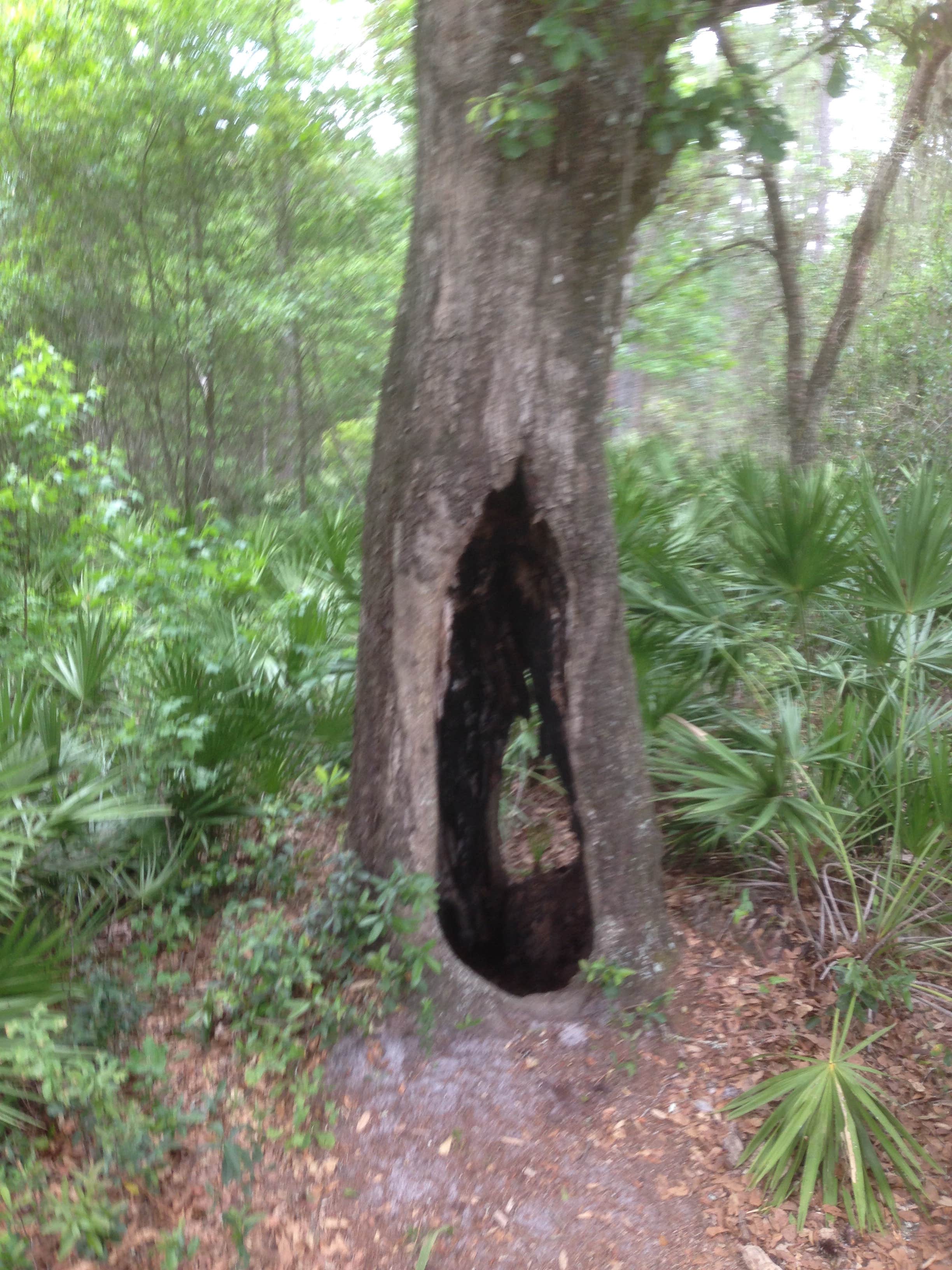 Ross Prairie Campground | Dunnellon, FL