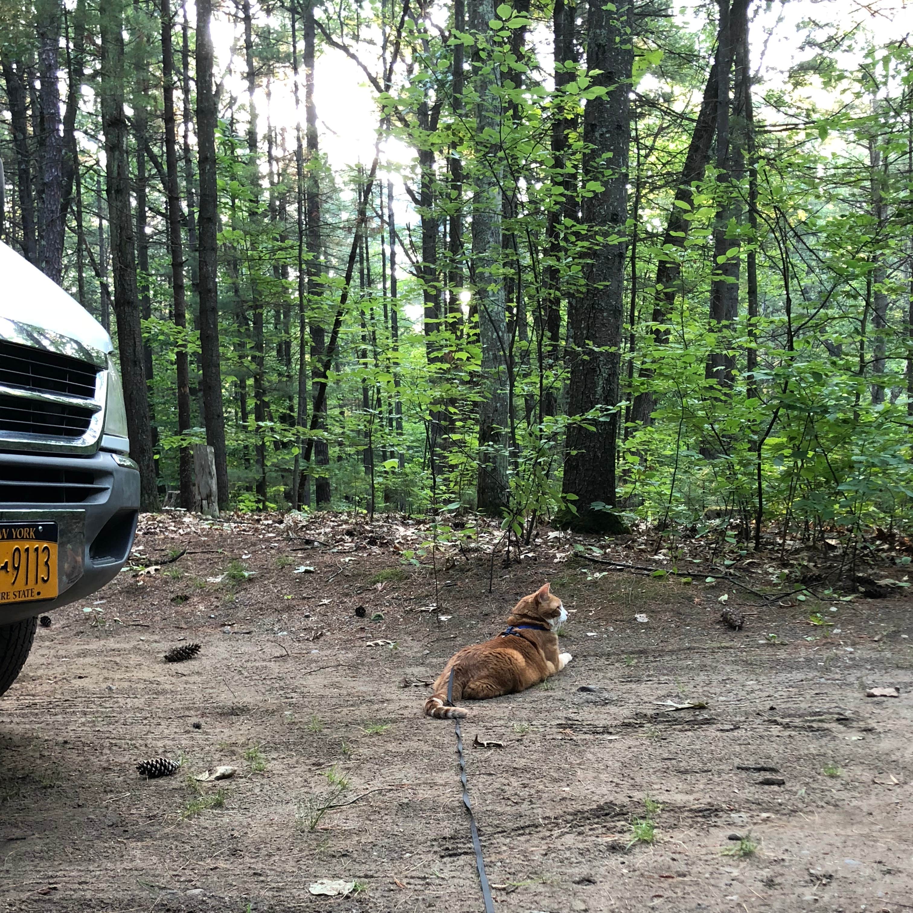 Moreau Lake State Park Campground | Gansevoort, New York